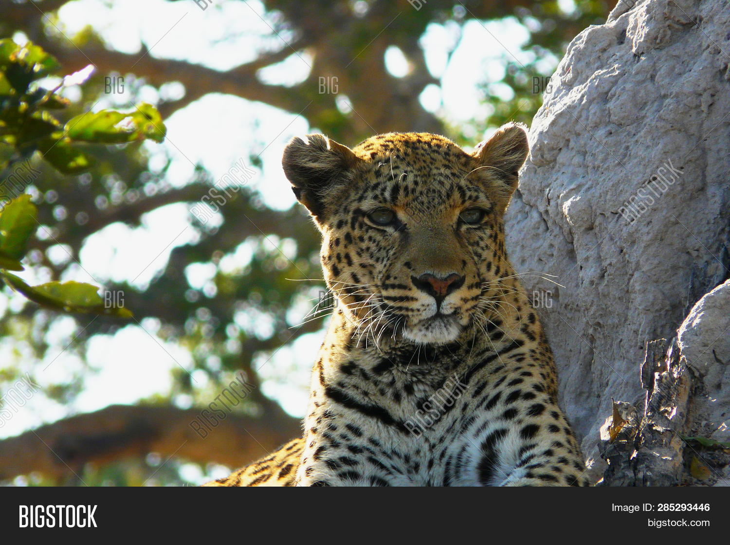 Lonely Female Leopard Image & Photo (Free Trial) | Bigstock