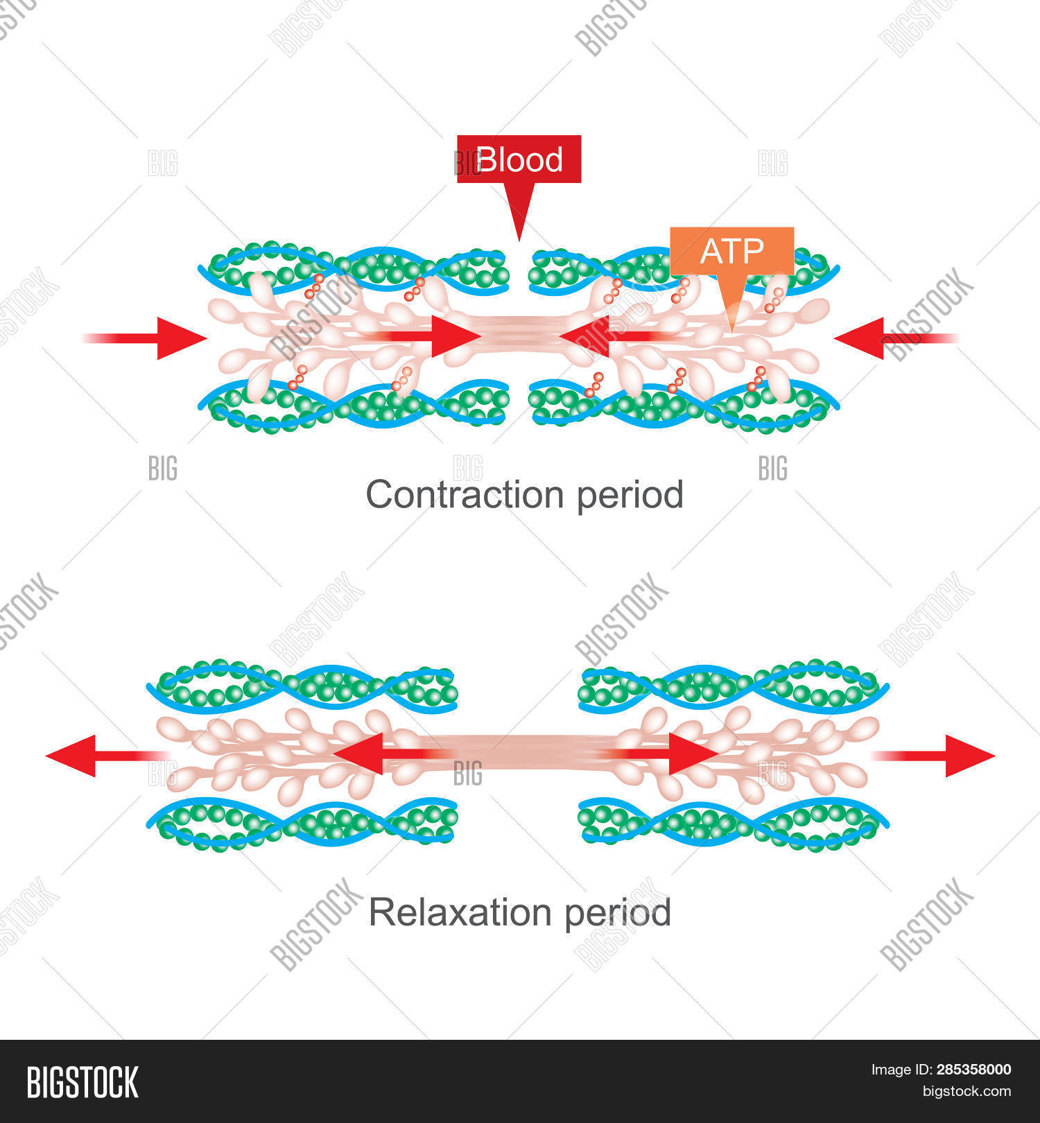 Muscle Contraction Image & Photo (Free Trial) | Bigstock