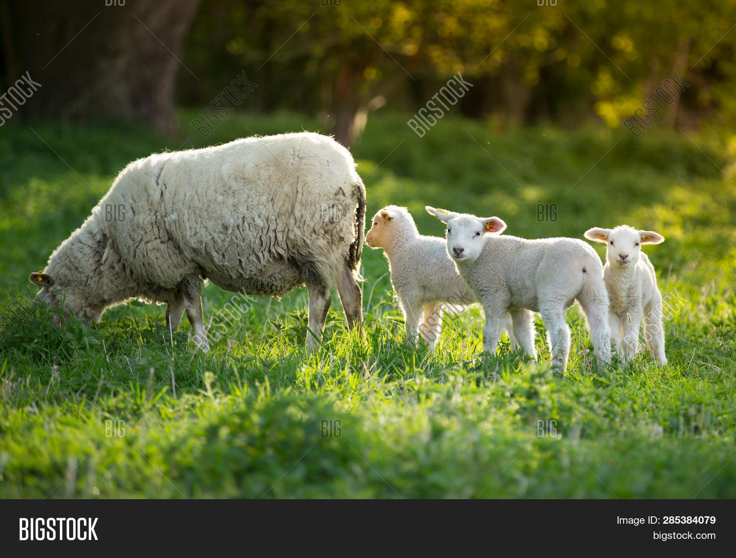 Cute Little Lambs Image & Photo (Free Trial) | Bigstock