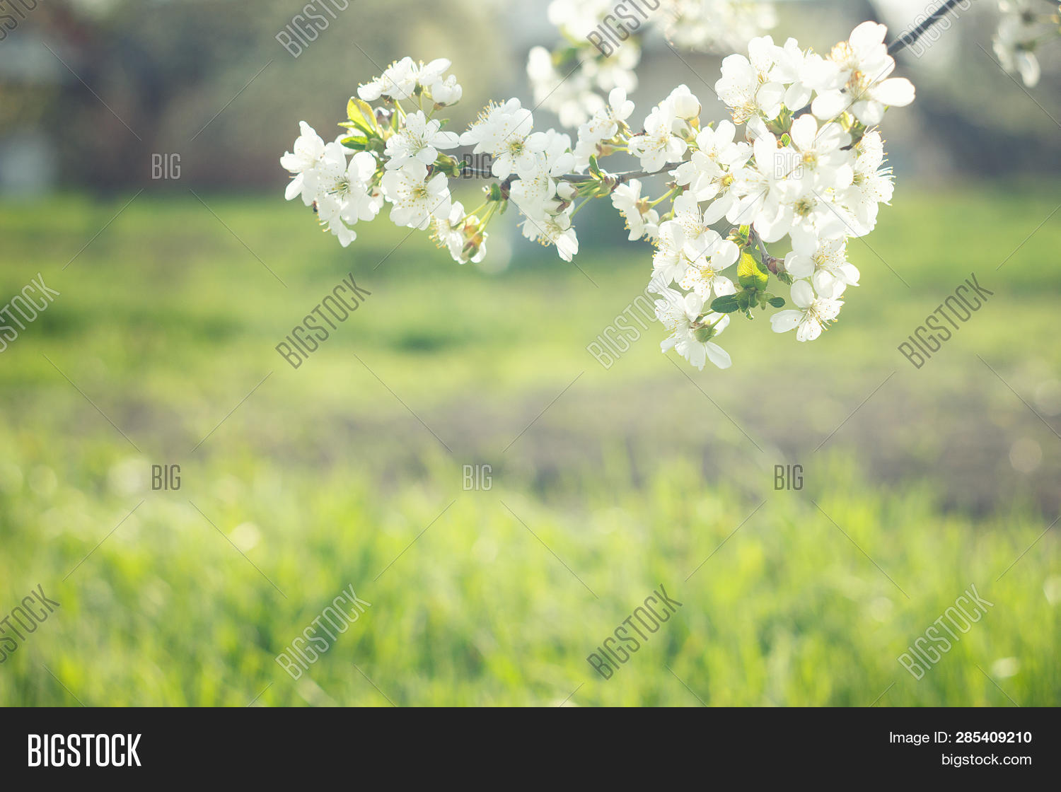 Flowering Spring Tree Image & Photo (Free Trial) | Bigstock