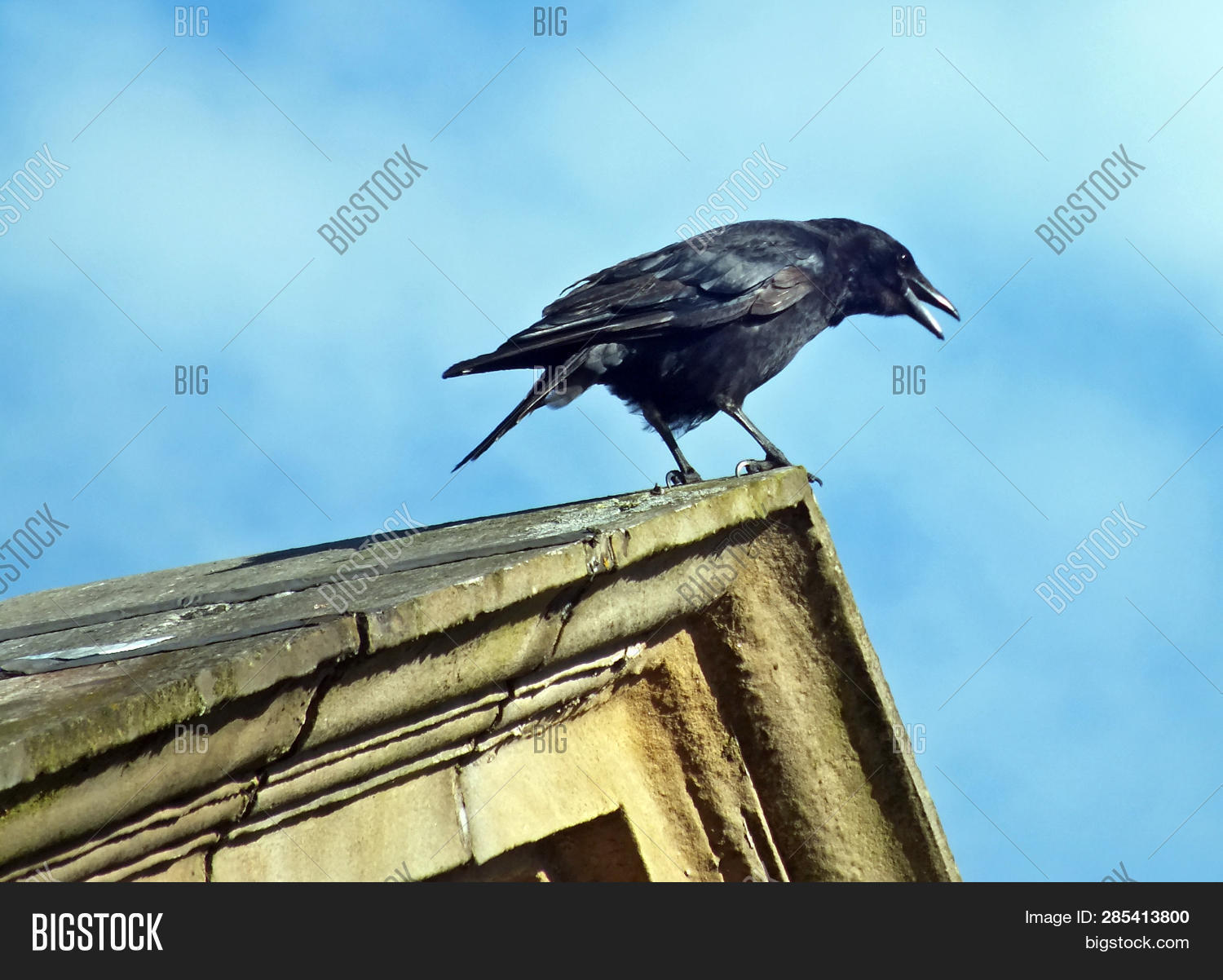 Close Crow Perched On Image & Photo (Free Trial) | Bigstock