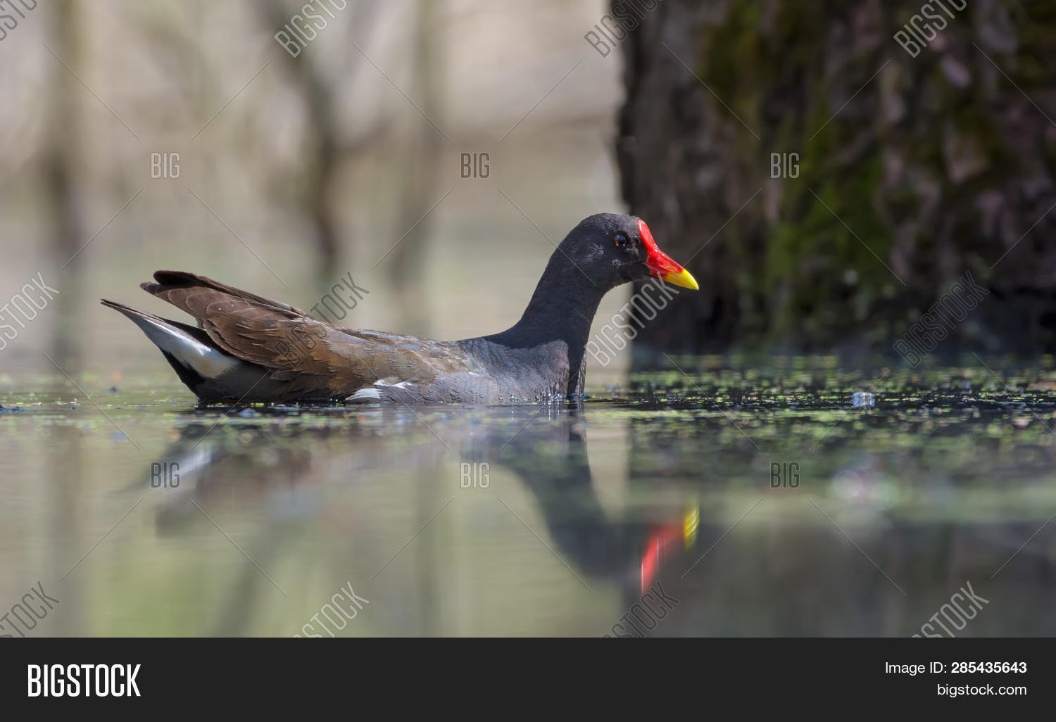Adult Common Moorhen Image & Photo (Free Trial) | Bigstock