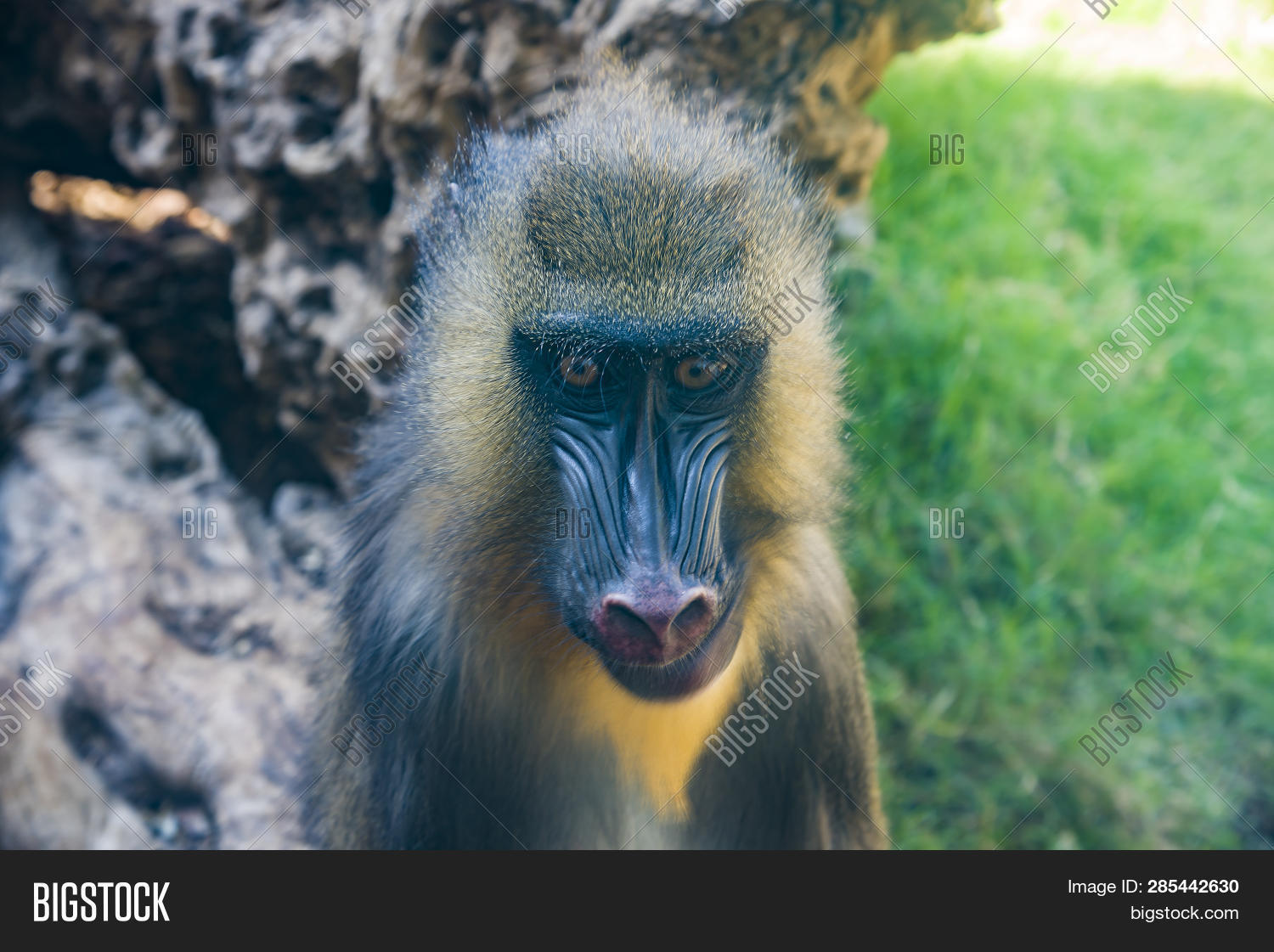 Mandrill, Mandrillus Image & Photo (Free Trial) | Bigstock