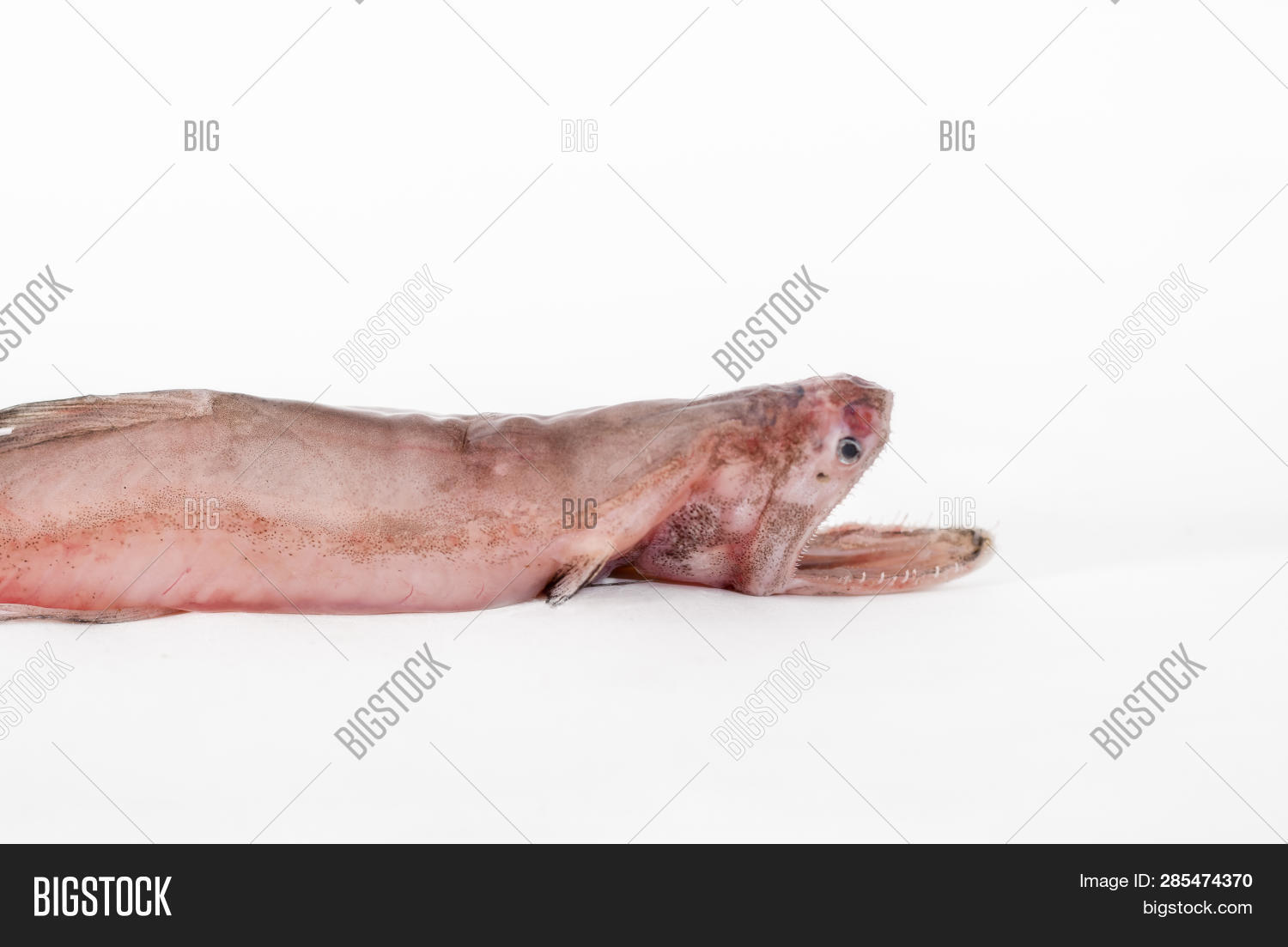 Closeup Single Bombay Image & Photo (Free Trial) | Bigstock