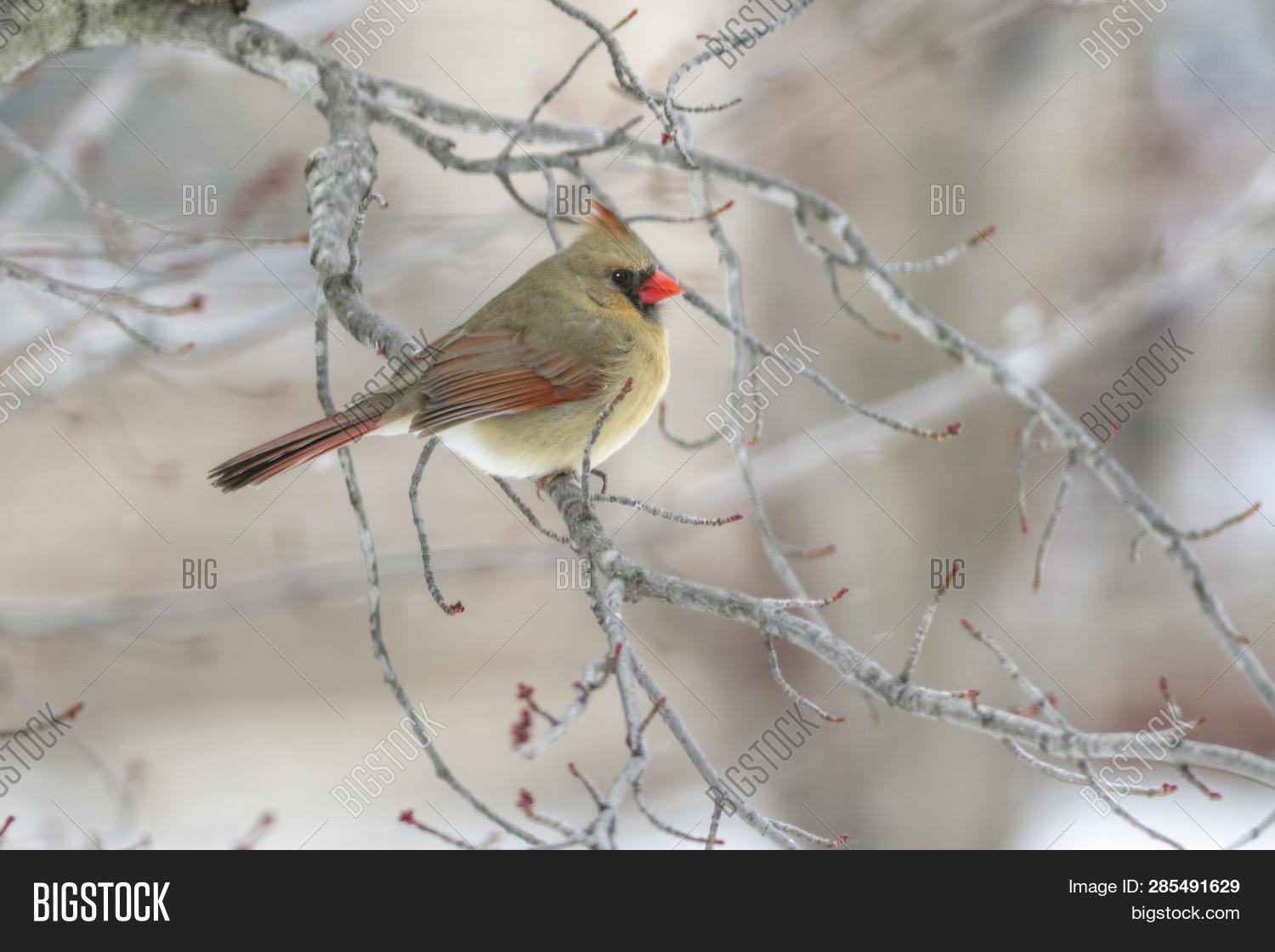 Female Cardinal Image & Photo (Free Trial) | Bigstock