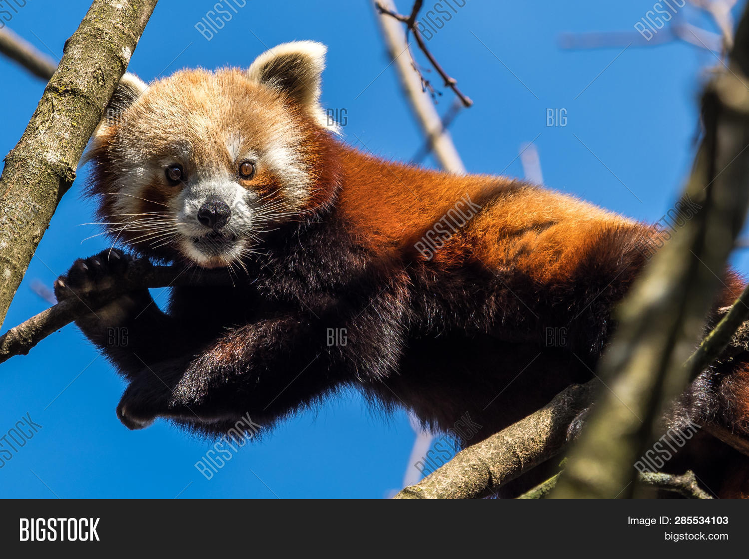 Red Panda, Ailurus Image & Photo (Free Trial) | Bigstock