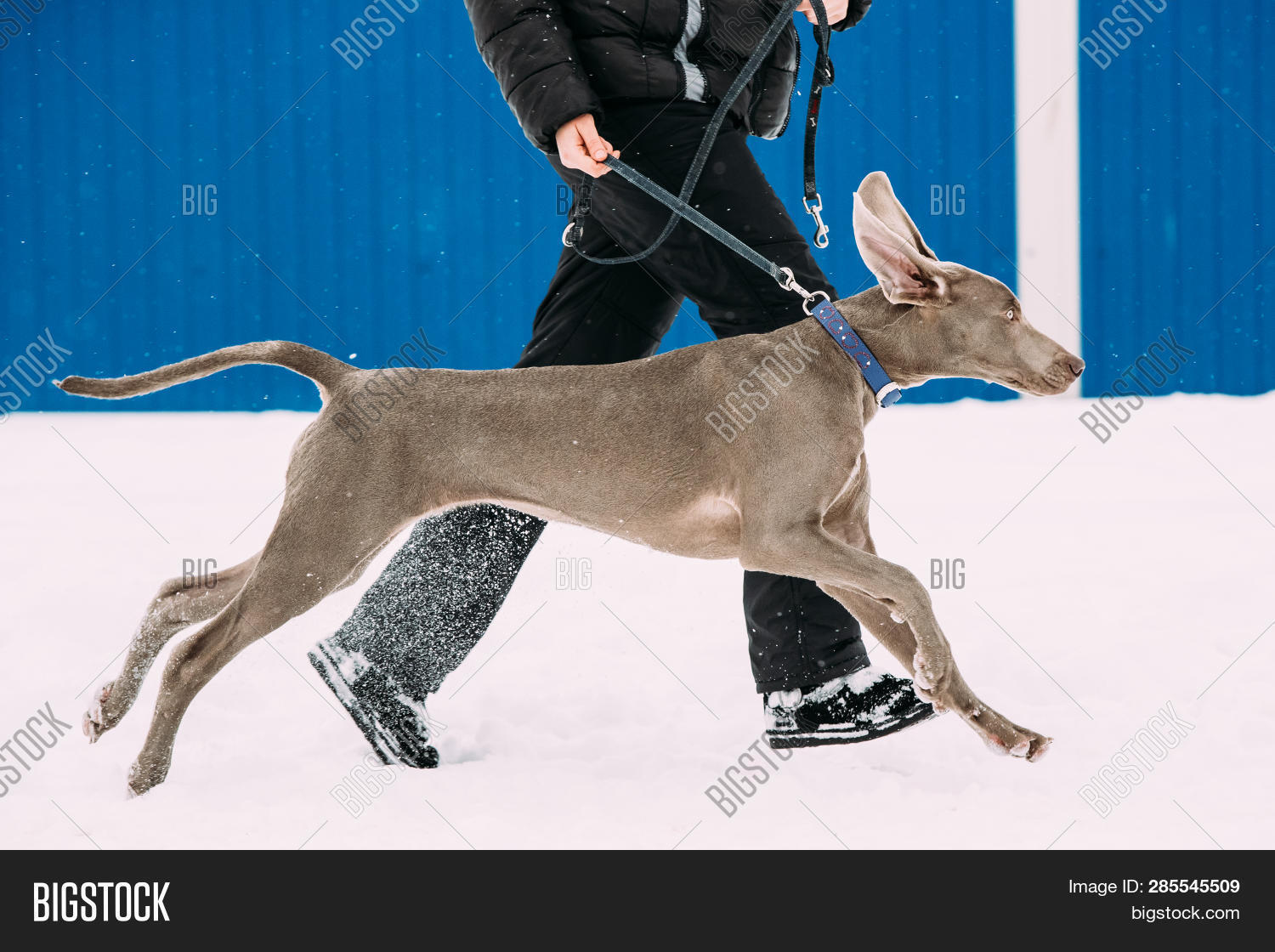 Weimaraner Dog Running Image & Photo (Free Trial) | Bigstock