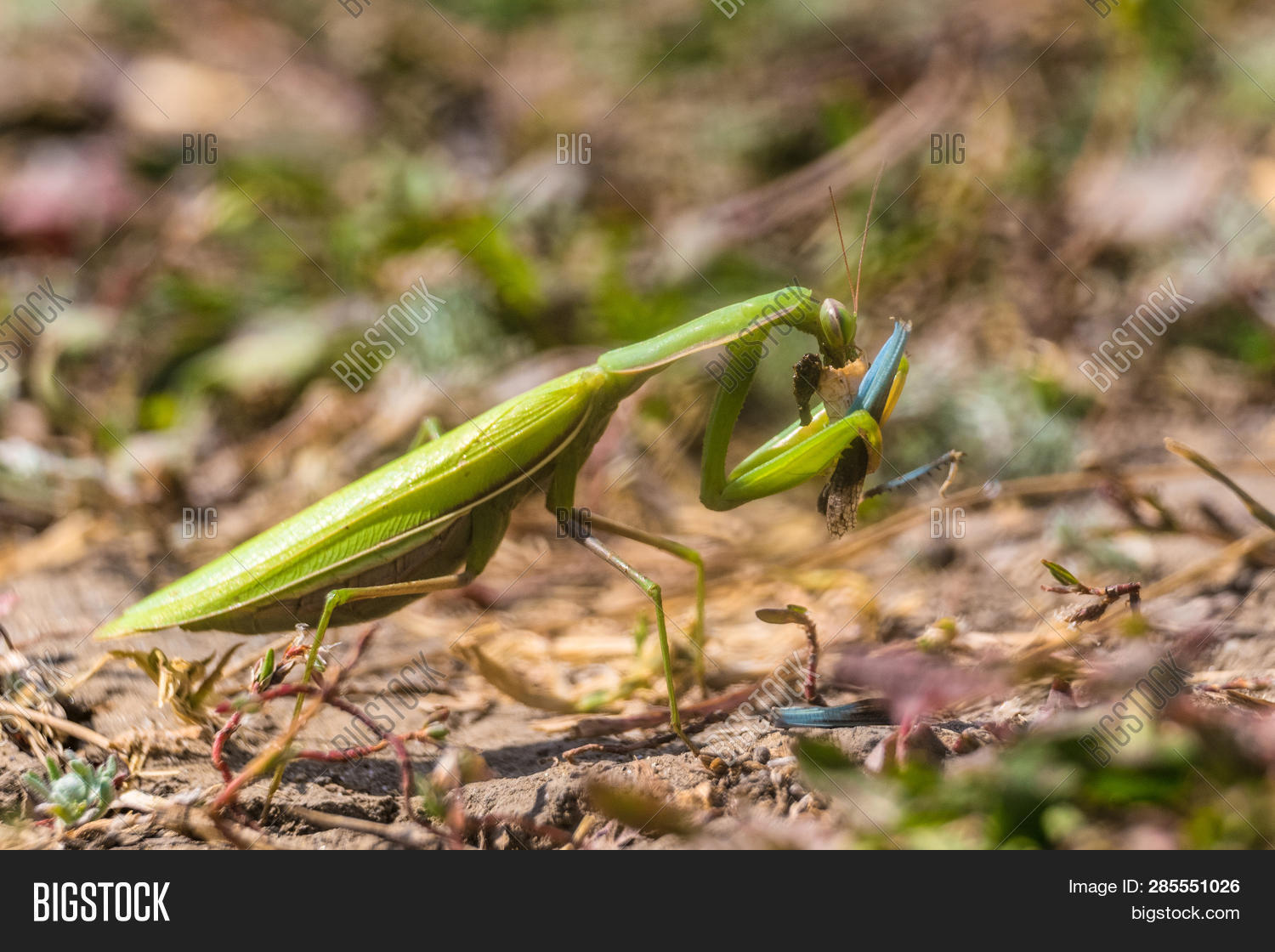 Green Common Mantis ( Image & Photo (Free Trial) | Bigstock