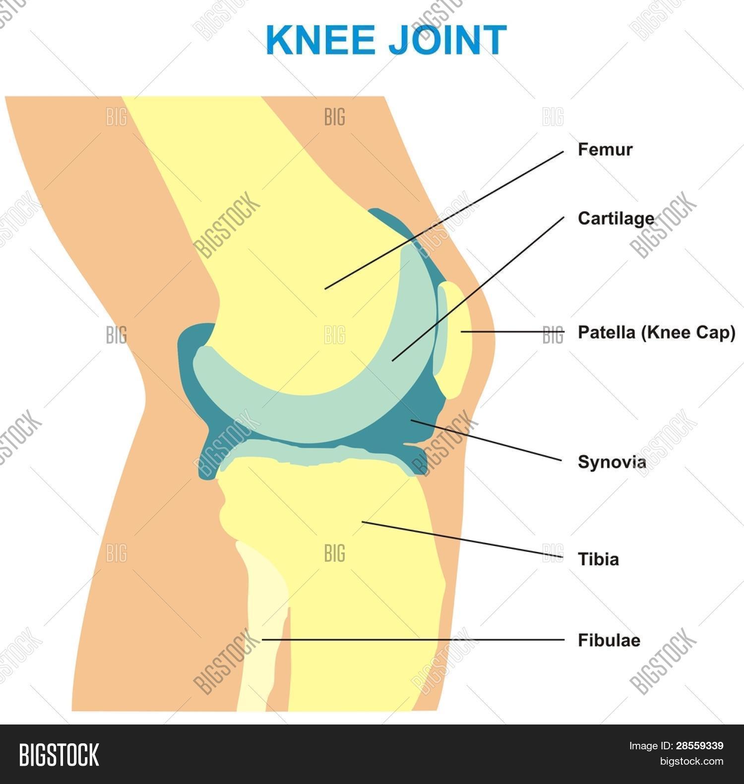 Vector y foto VECTOR - Rodilla (prueba gratis) | Bigstock