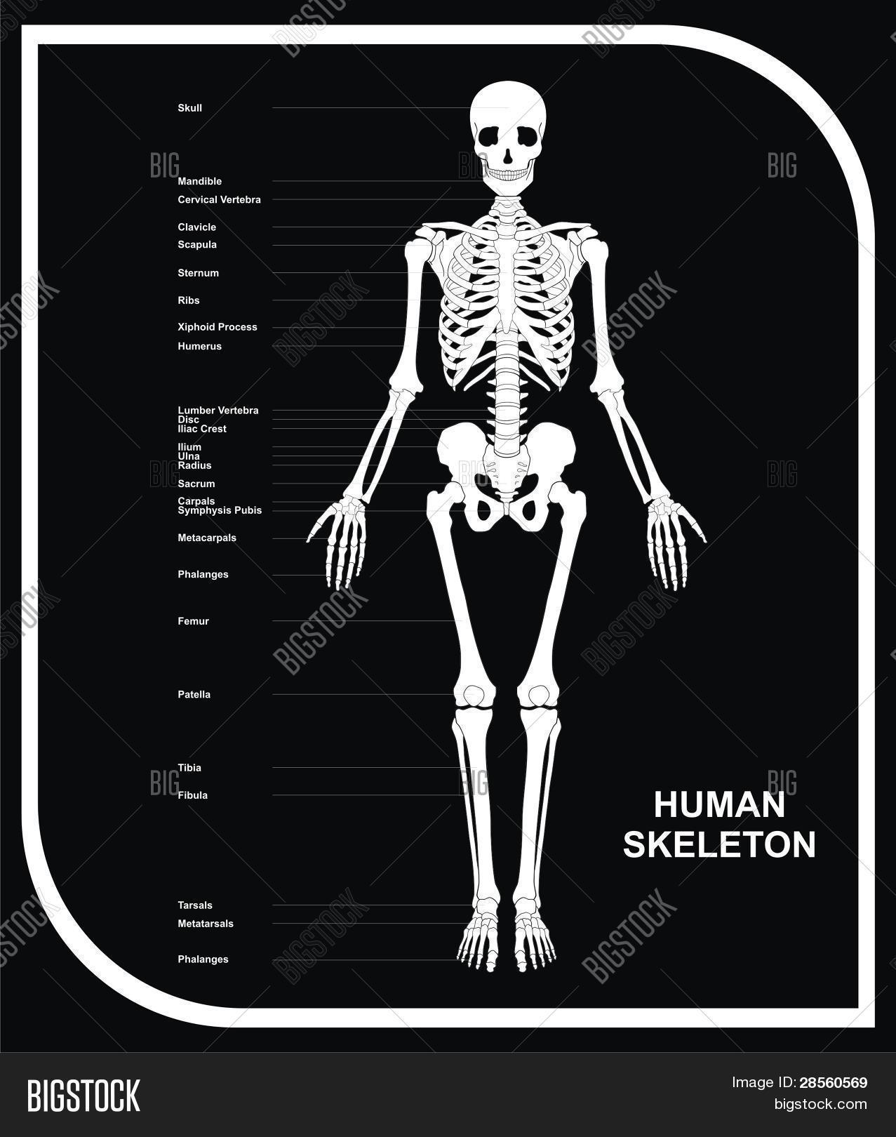 VECTOR - Human Vector & Photo (Free Trial) | Bigstock