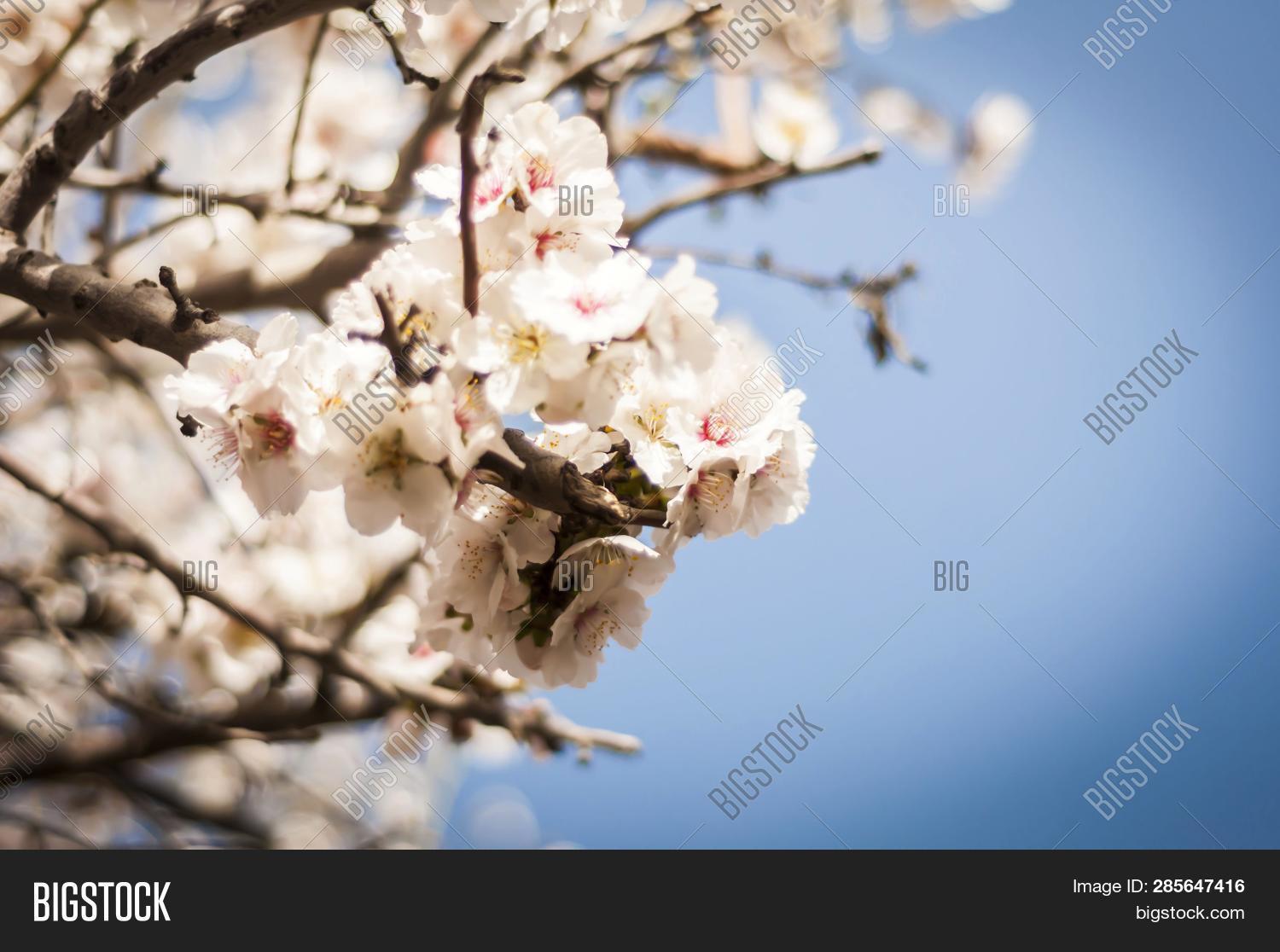 White Almond Trees Image & Photo (Free Trial) | Bigstock