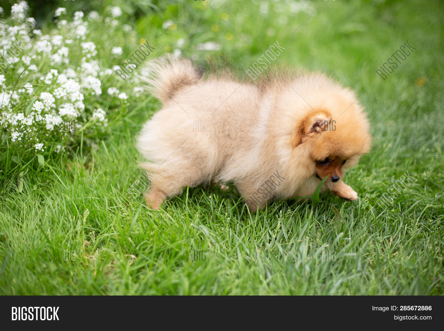 Beautiful Orange Dog Image & Photo (Free Trial) | Bigstock