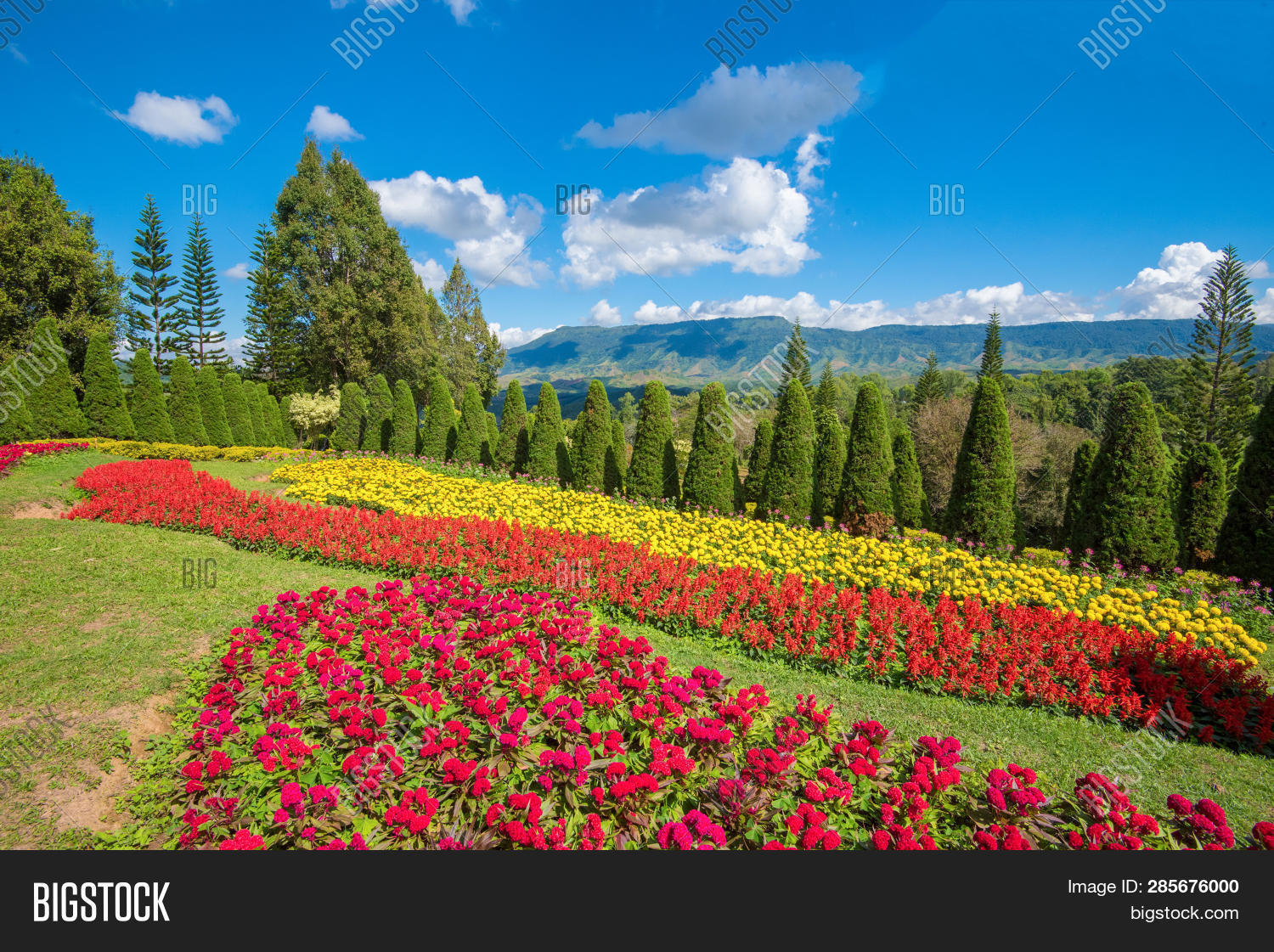 Colorful Flower Spring Image & Photo (Free Trial) | Bigstock