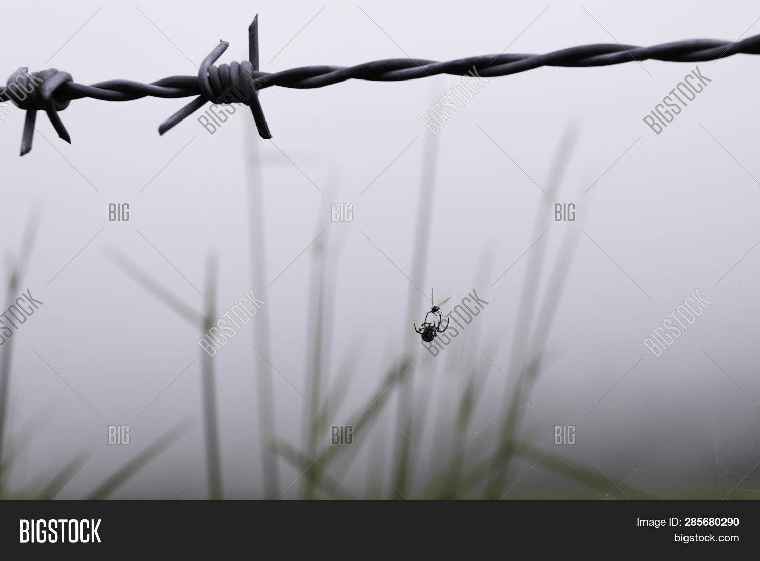 Spider Hunting Barbed Image & Photo (Free Trial) | Bigstock