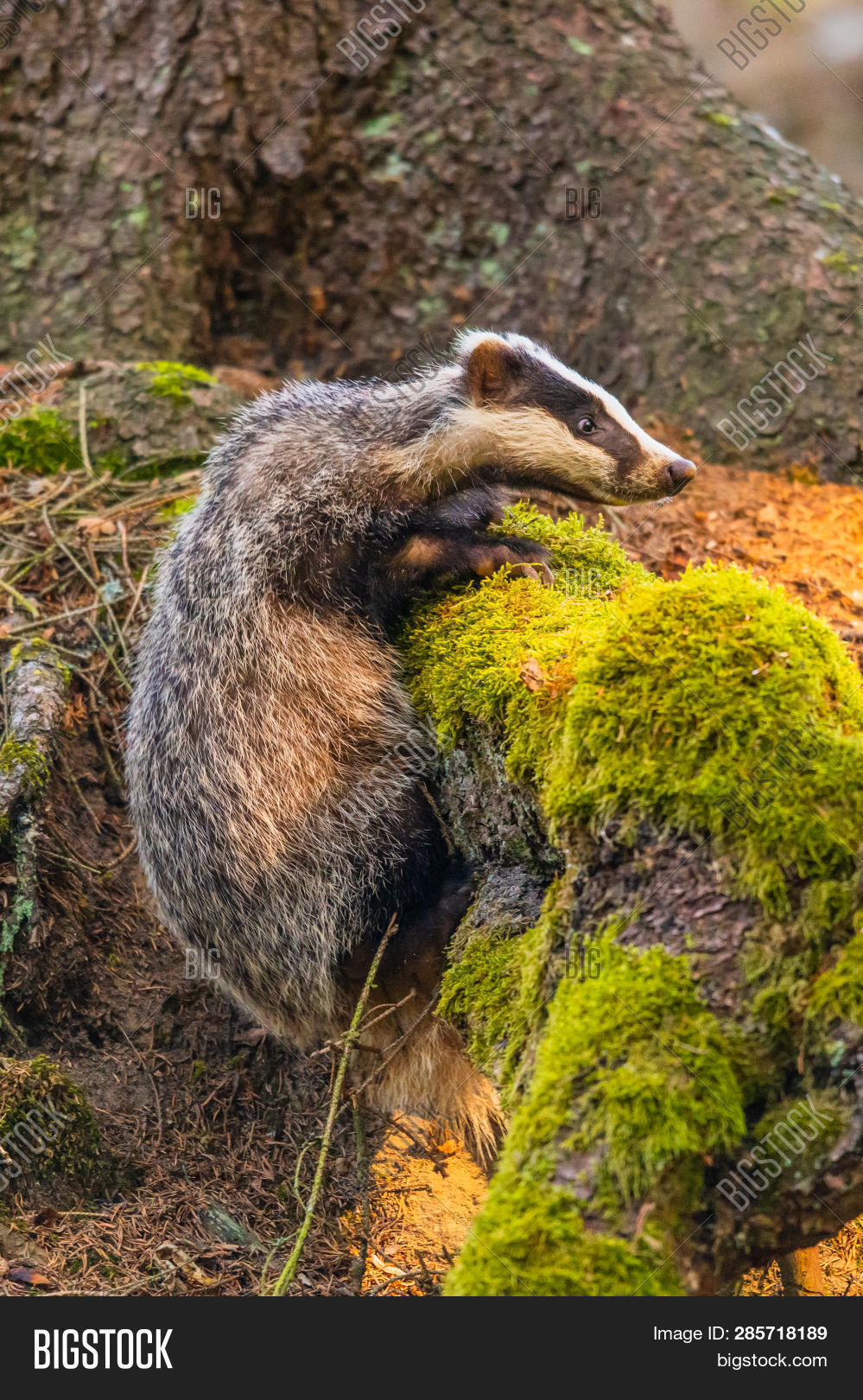 Badger Forest, Animal Image & Photo (Free Trial) | Bigstock