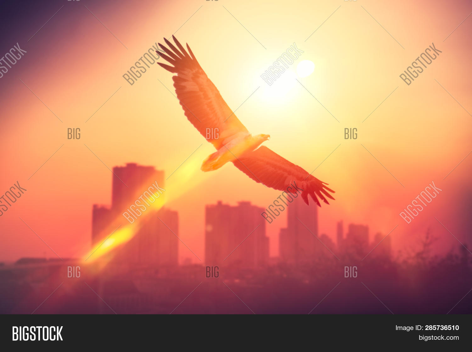 Eagle Bird Fly Over Image & Photo (Free Trial) | Bigstock