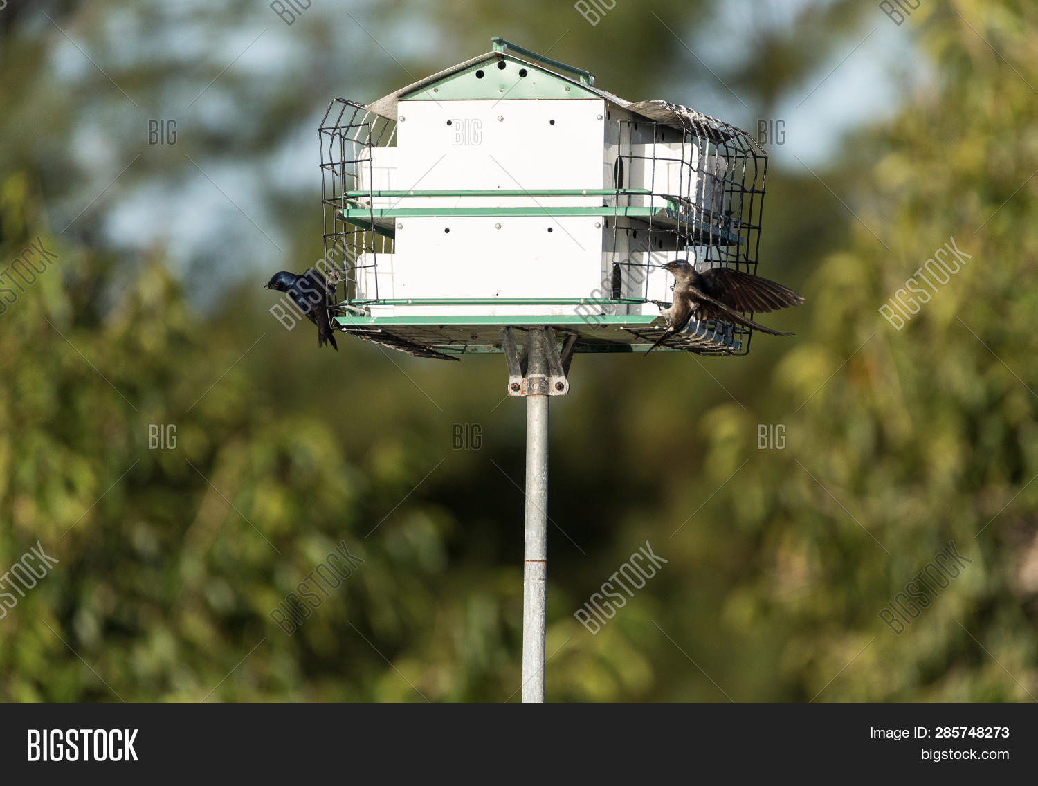 Purple Martin Birds Image & Photo (Free Trial) | Bigstock