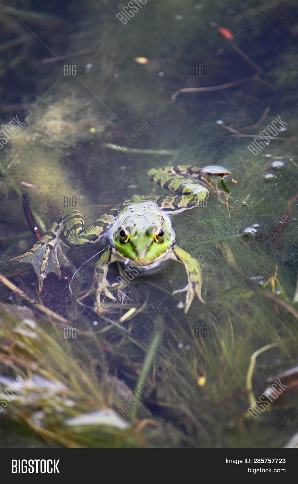 Green Frog Known Image & Photo (Free Trial) | Bigstock