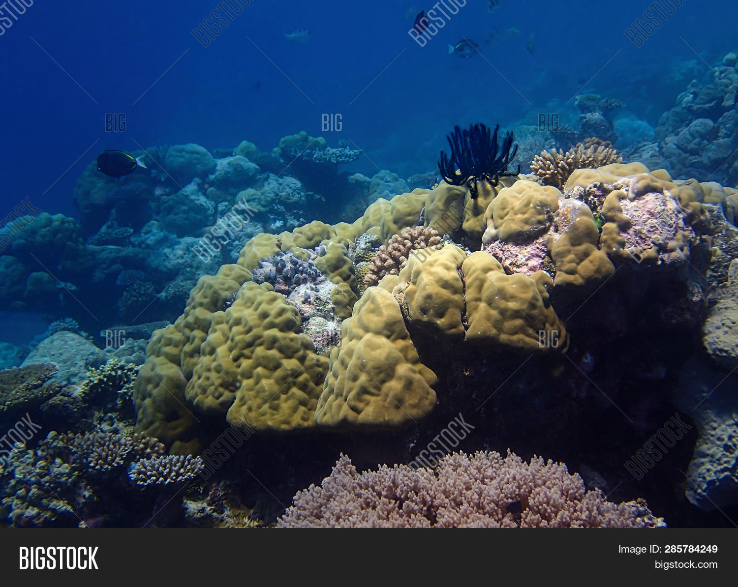 Healthy Coral Reef Image & Photo (Free Trial) | Bigstock