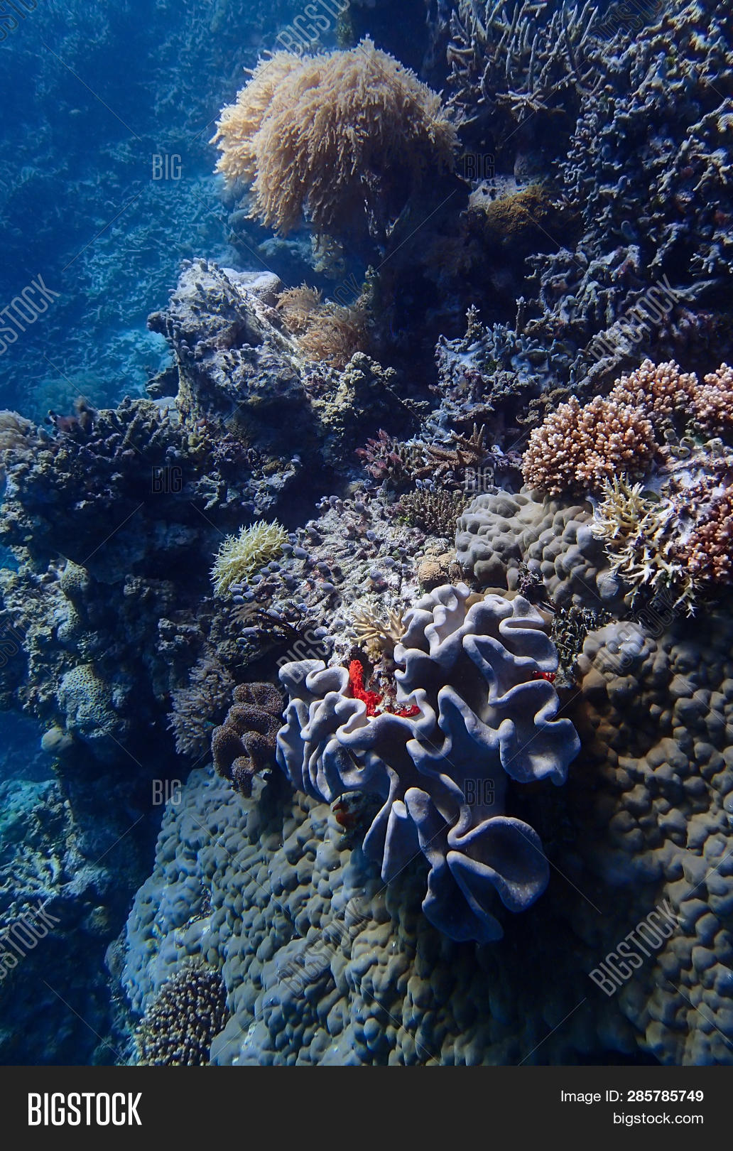 Vertical Tropical Image & Photo (Free Trial) | Bigstock