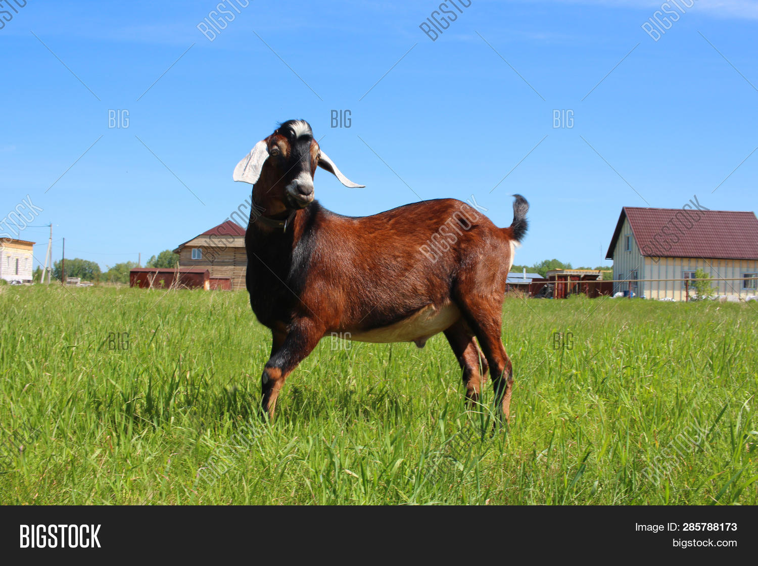 Big Goat Opened His Image & Photo (Free Trial) | Bigstock