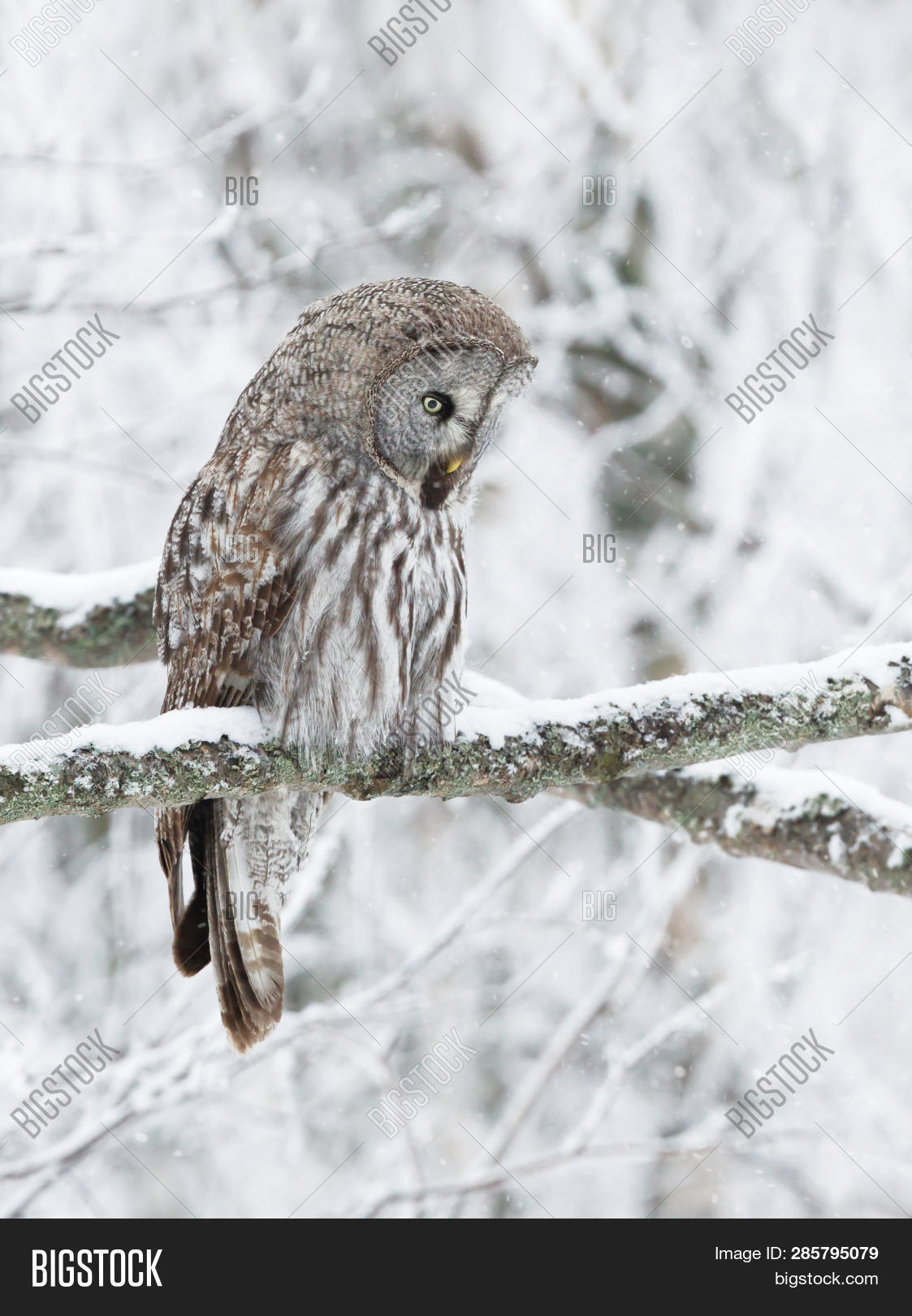 Close Great Grey Owl ( Image & Photo (Free Trial) | Bigstock