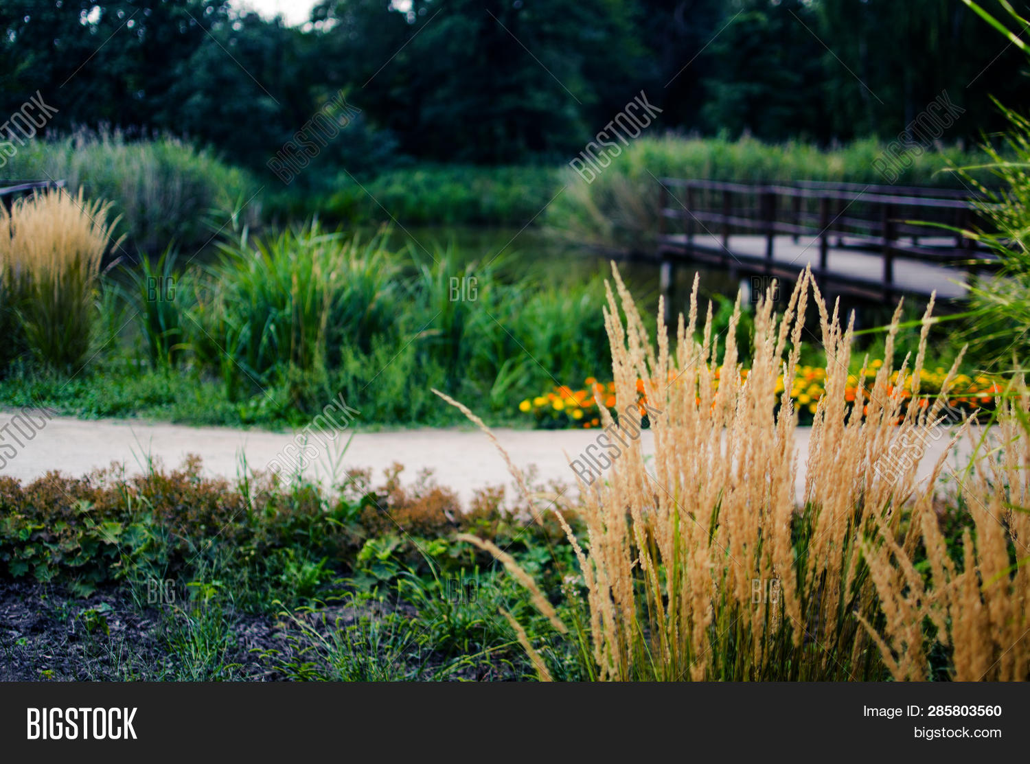 Green Grass Stem Image & Photo (Free Trial) | Bigstock