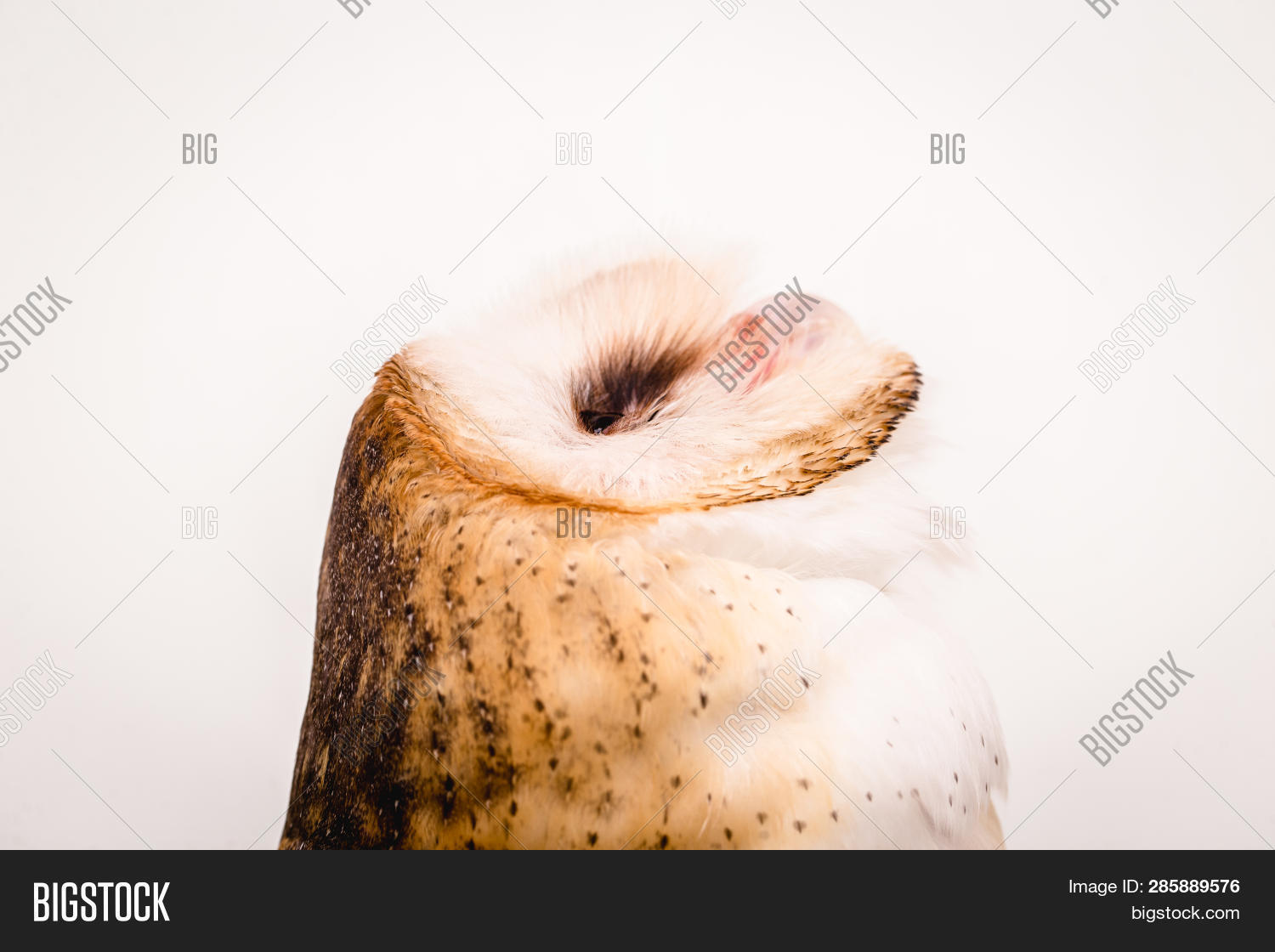 Owl Face High Image & Photo (Free Trial) | Bigstock