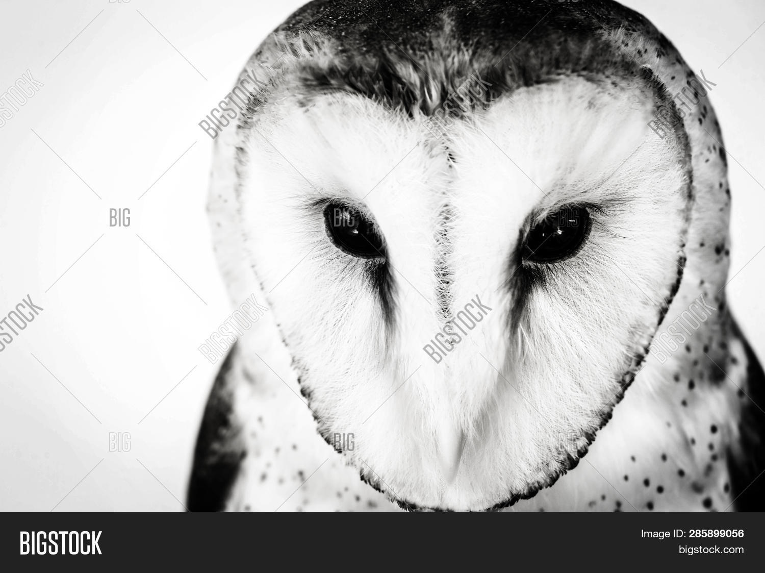 Owl Face High Image & Photo (Free Trial) | Bigstock