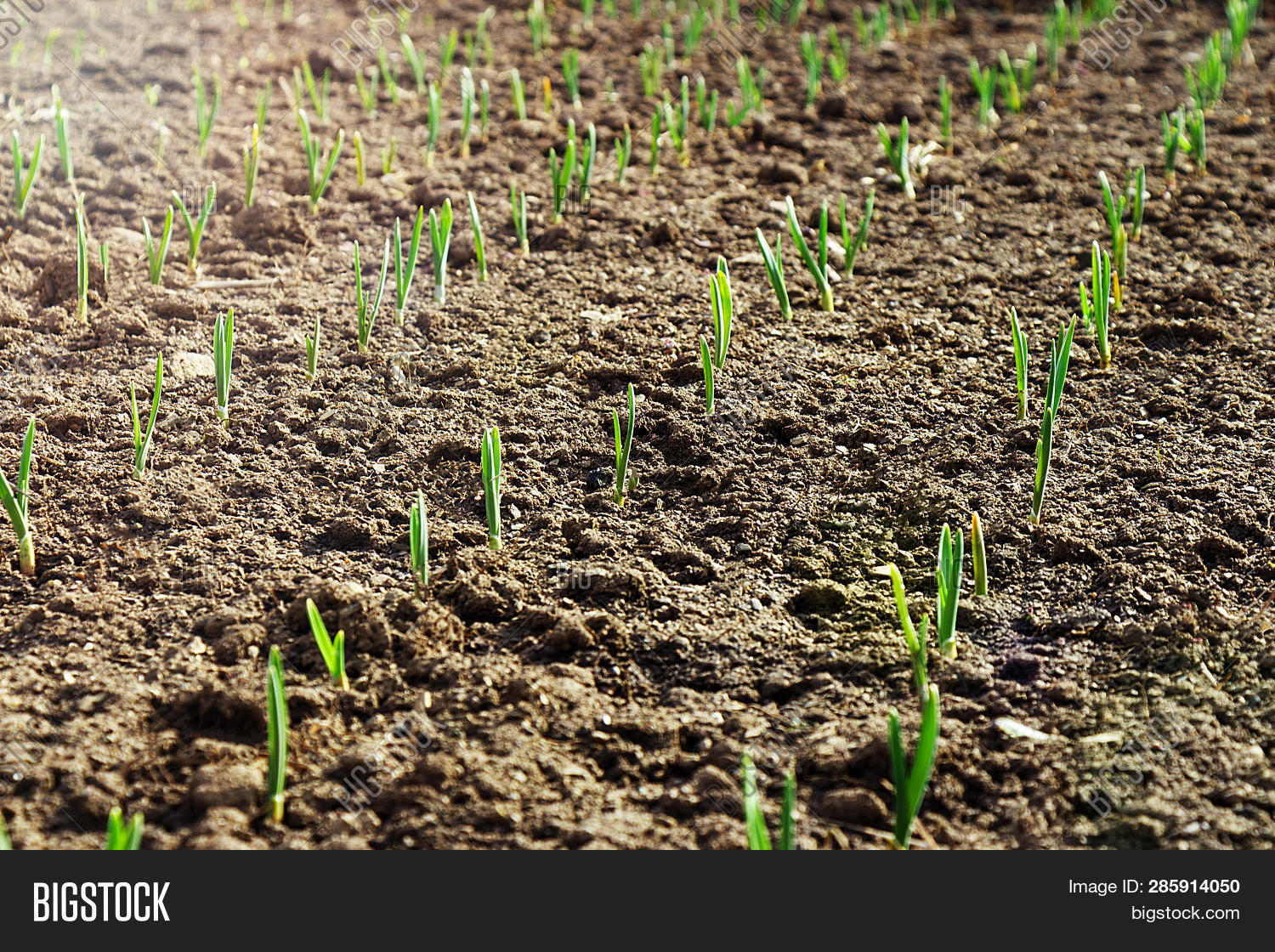 Crops Planted Rich Image & Photo (Free Trial) | Bigstock