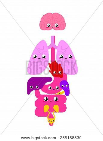 Cute Human Anatomy Vector & Photo (Free Trial) | Bigstock