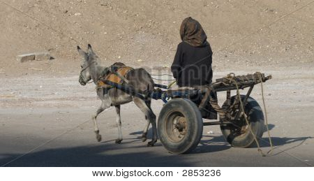Donkey Cart Driver Image & Photo (Free Trial) | Bigstock