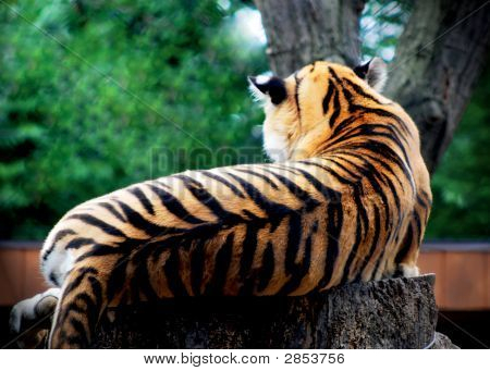 Tiger Back Image & Photo (Free Trial) | Bigstock