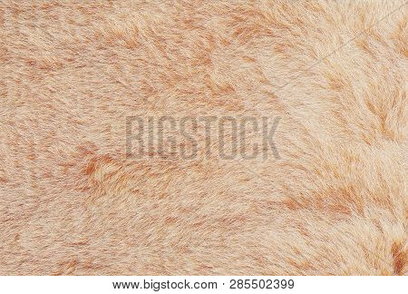 Abstract Light Brown Image & Photo (Free Trial) | Bigstock