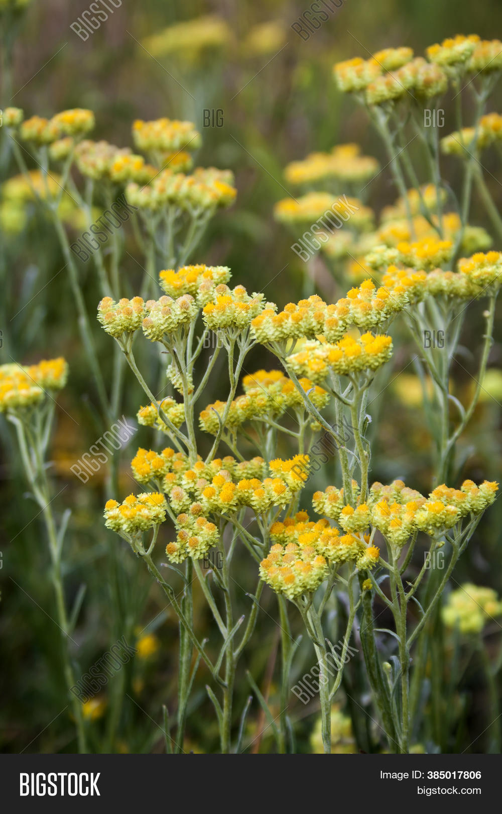 Flowers Everlasting Image & Photo (Free Trial) | Bigstock