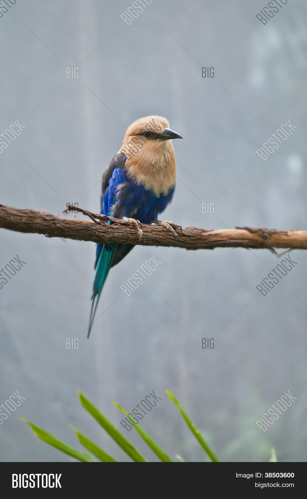 Blue-bellied Roller Image & Photo (Free Trial) | Bigstock