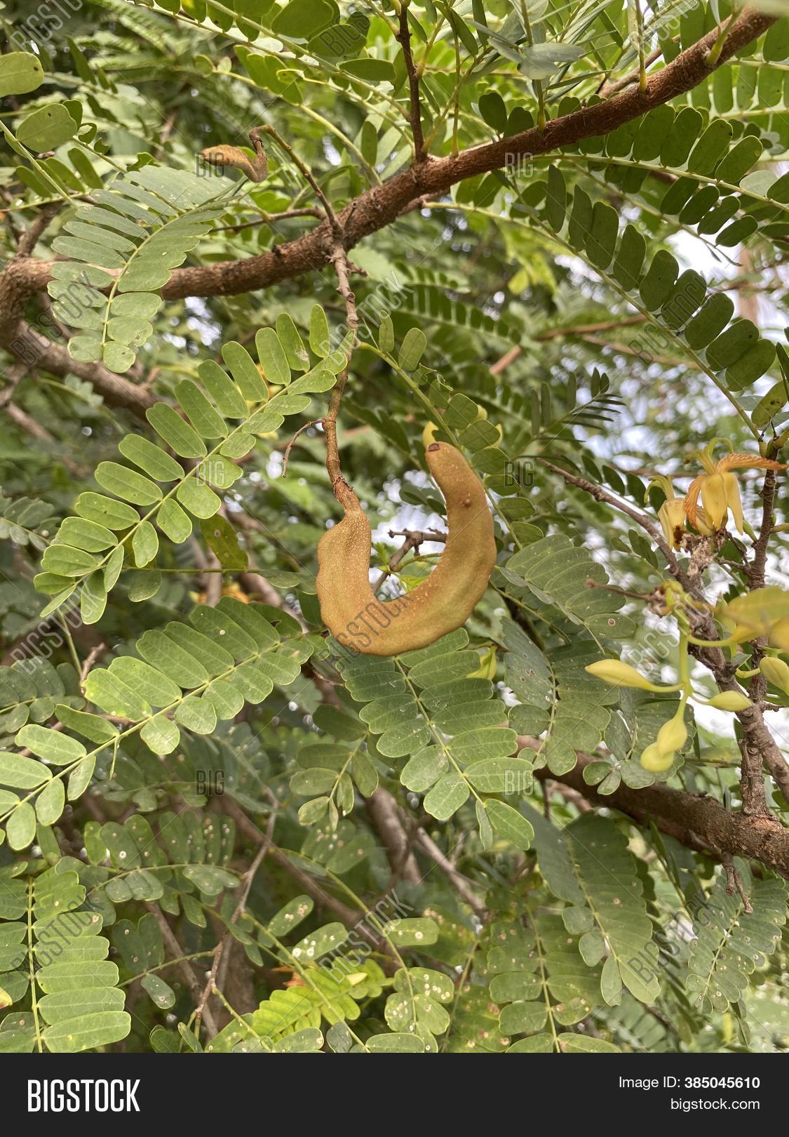 Close Tamarindus Image & Photo (Free Trial) | Bigstock