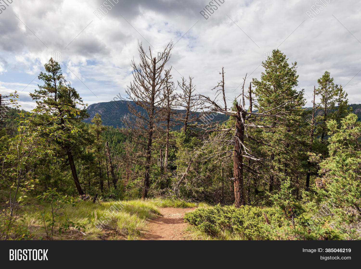 Empty Hiking Trail Image & Photo (Free Trial) | Bigstock