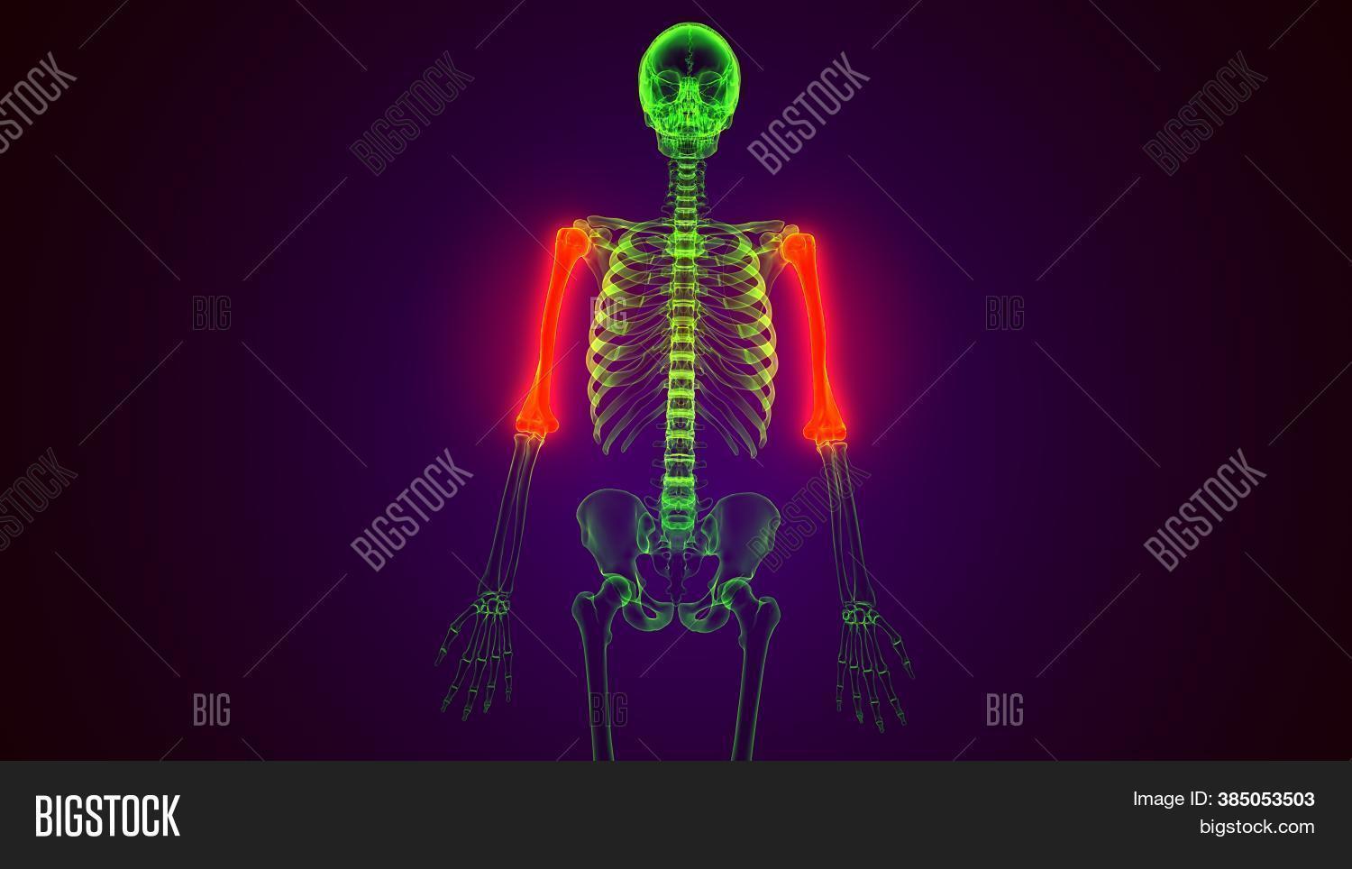 3d Render Human Image & Photo (Free Trial) | Bigstock