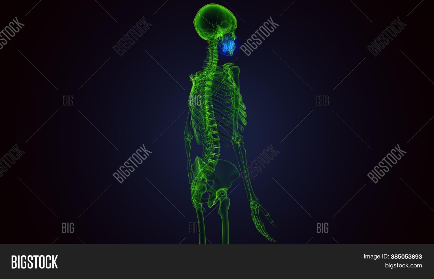 3d Render Human Image & Photo (Free Trial) | Bigstock