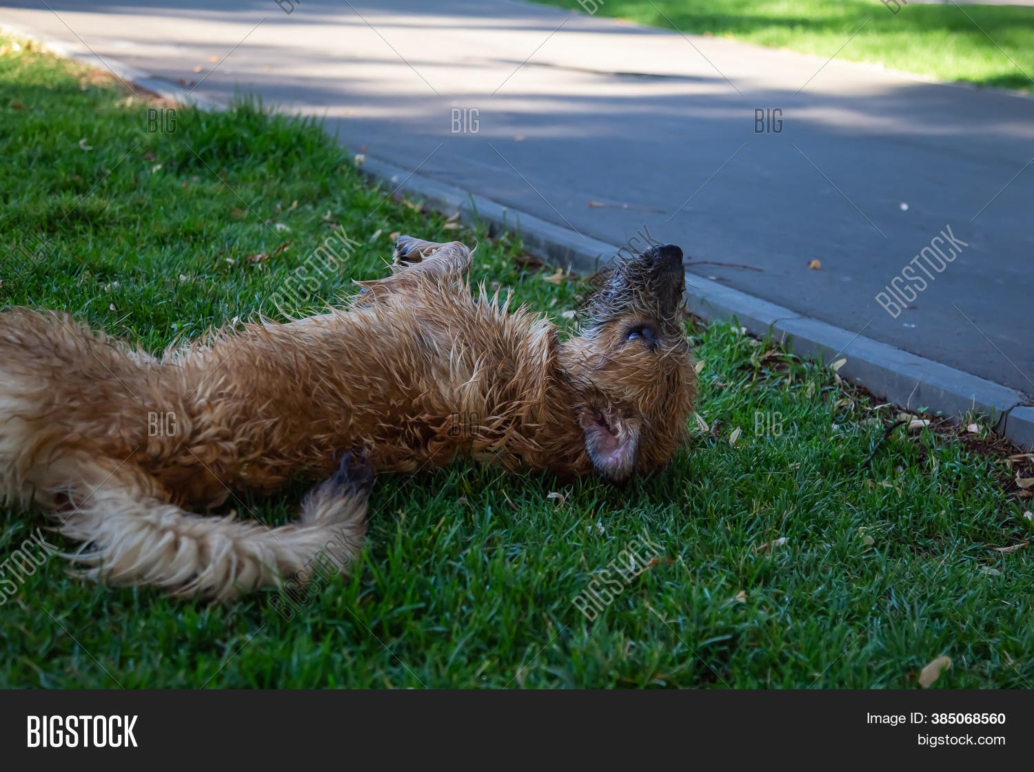 Homeless Stray Animal Image & Photo (Free Trial) | Bigstock