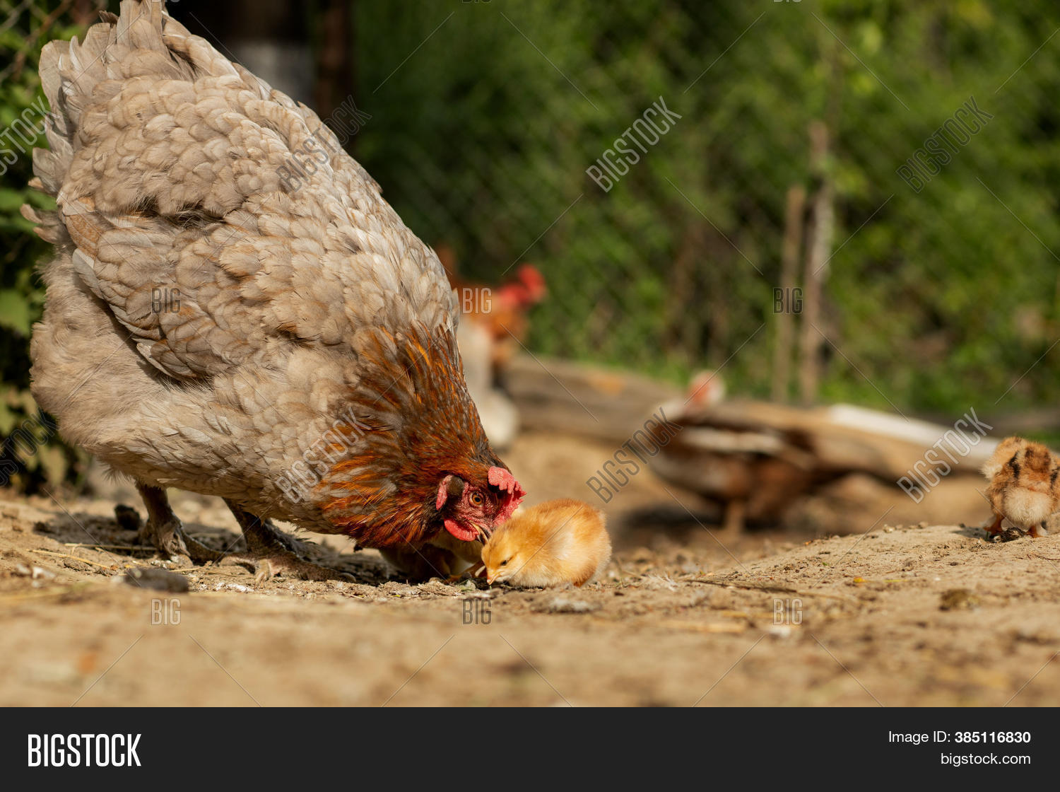Closeup Mother Chicken Image & Photo (Free Trial) | Bigstock