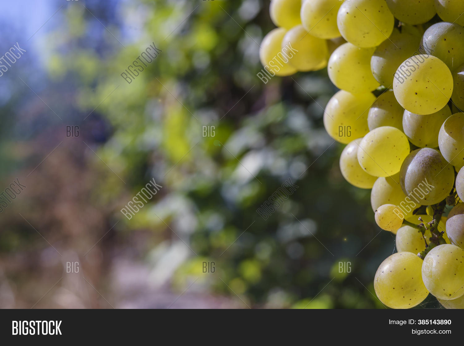 Grapevine Garden, Image & Photo (Free Trial) | Bigstock