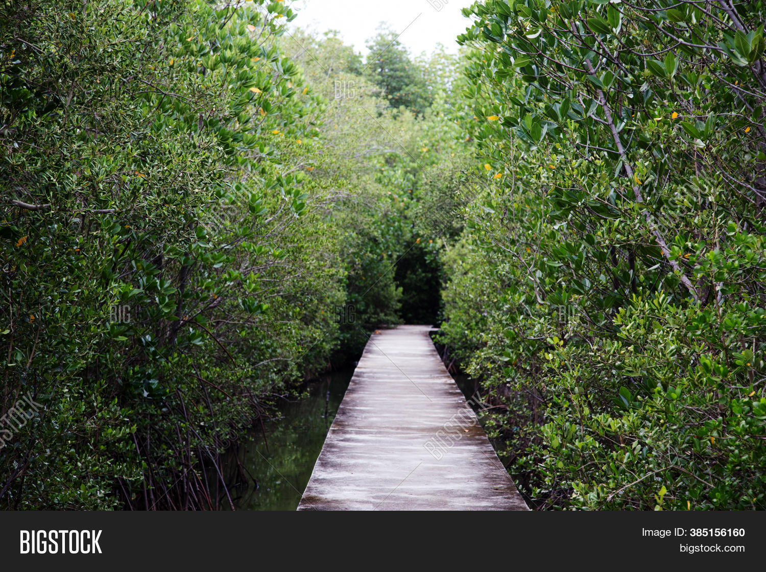 Walkway On Mangrove Image & Photo (Free Trial) | Bigstock