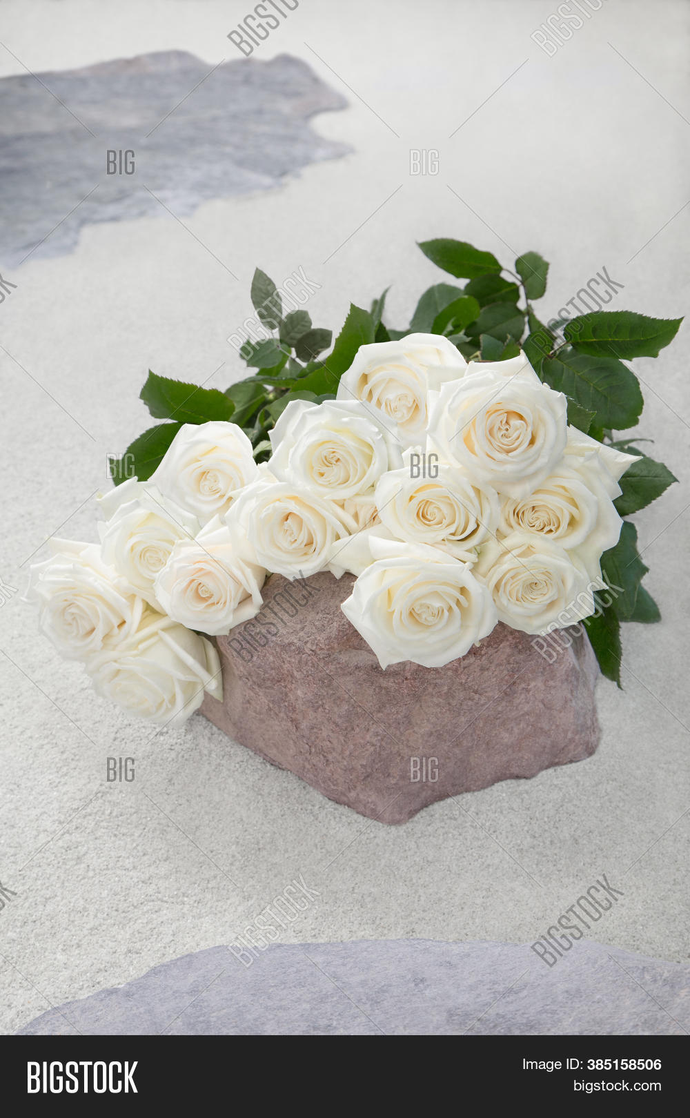 White Roses Stems Full Image & Photo (Free Trial) | Bigstock