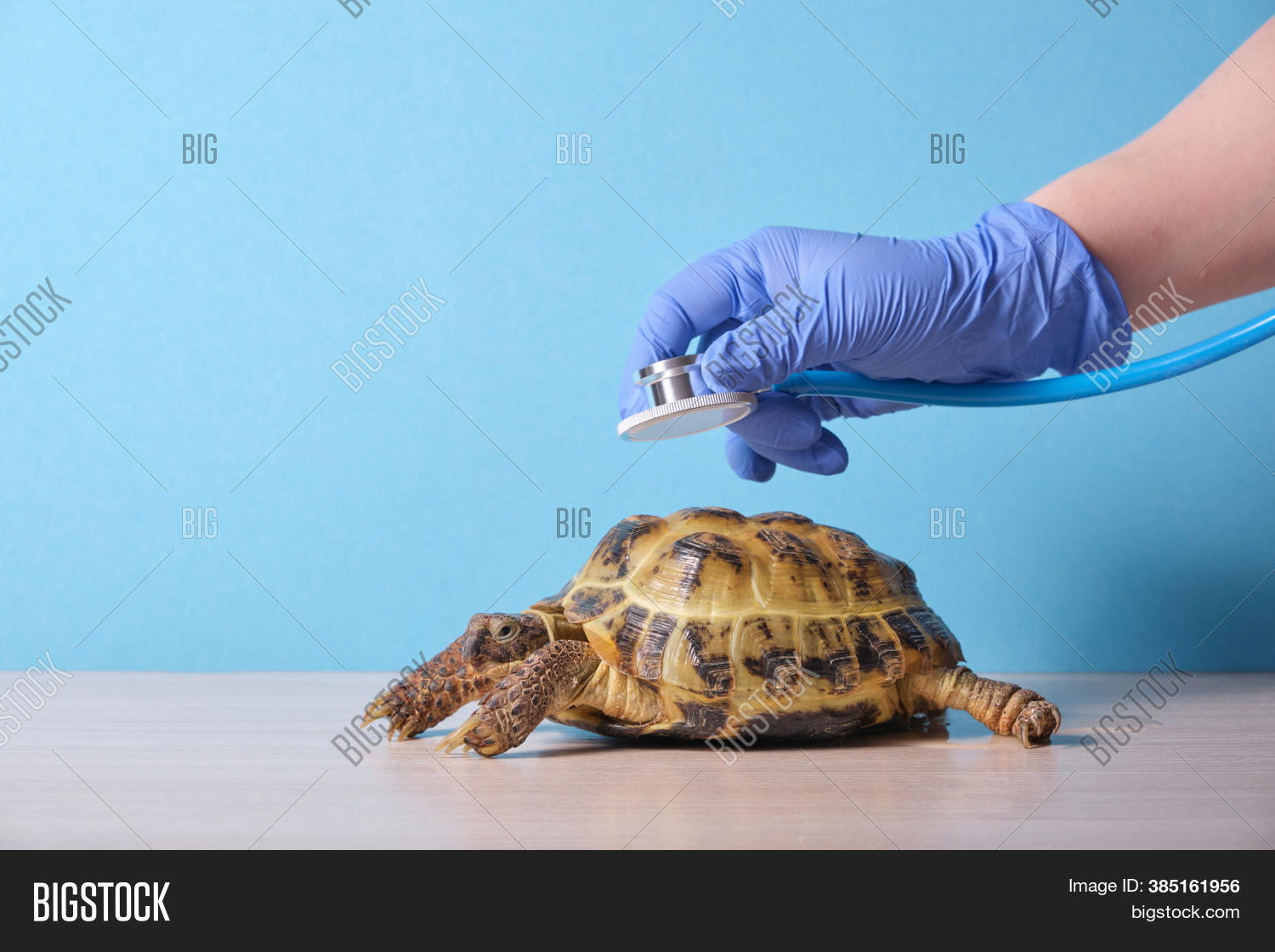 Veterinarian Examining Image & Photo (Free Trial) | Bigstock