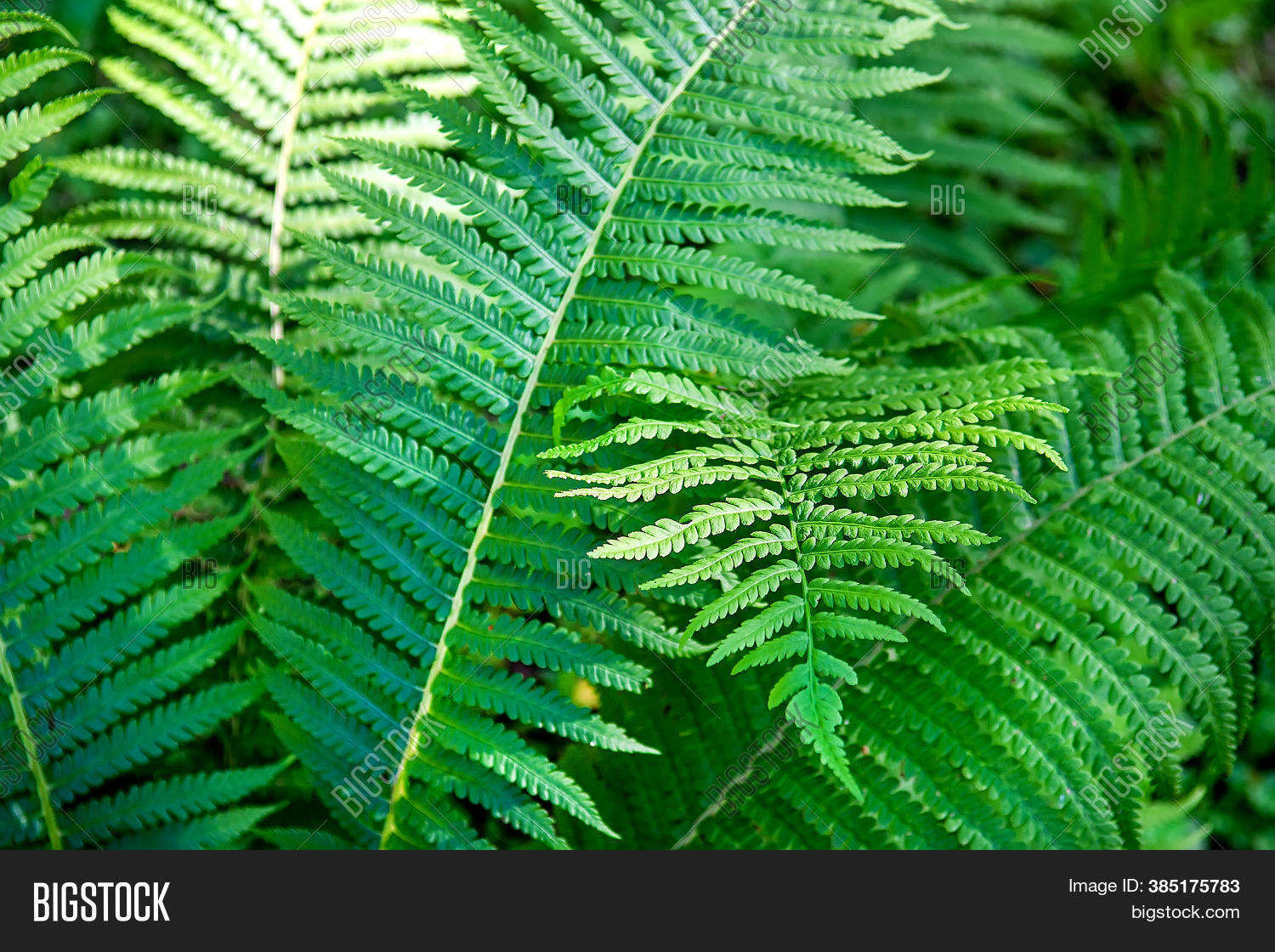 Beautiful Ferns Leaves Image & Photo (Free Trial) | Bigstock