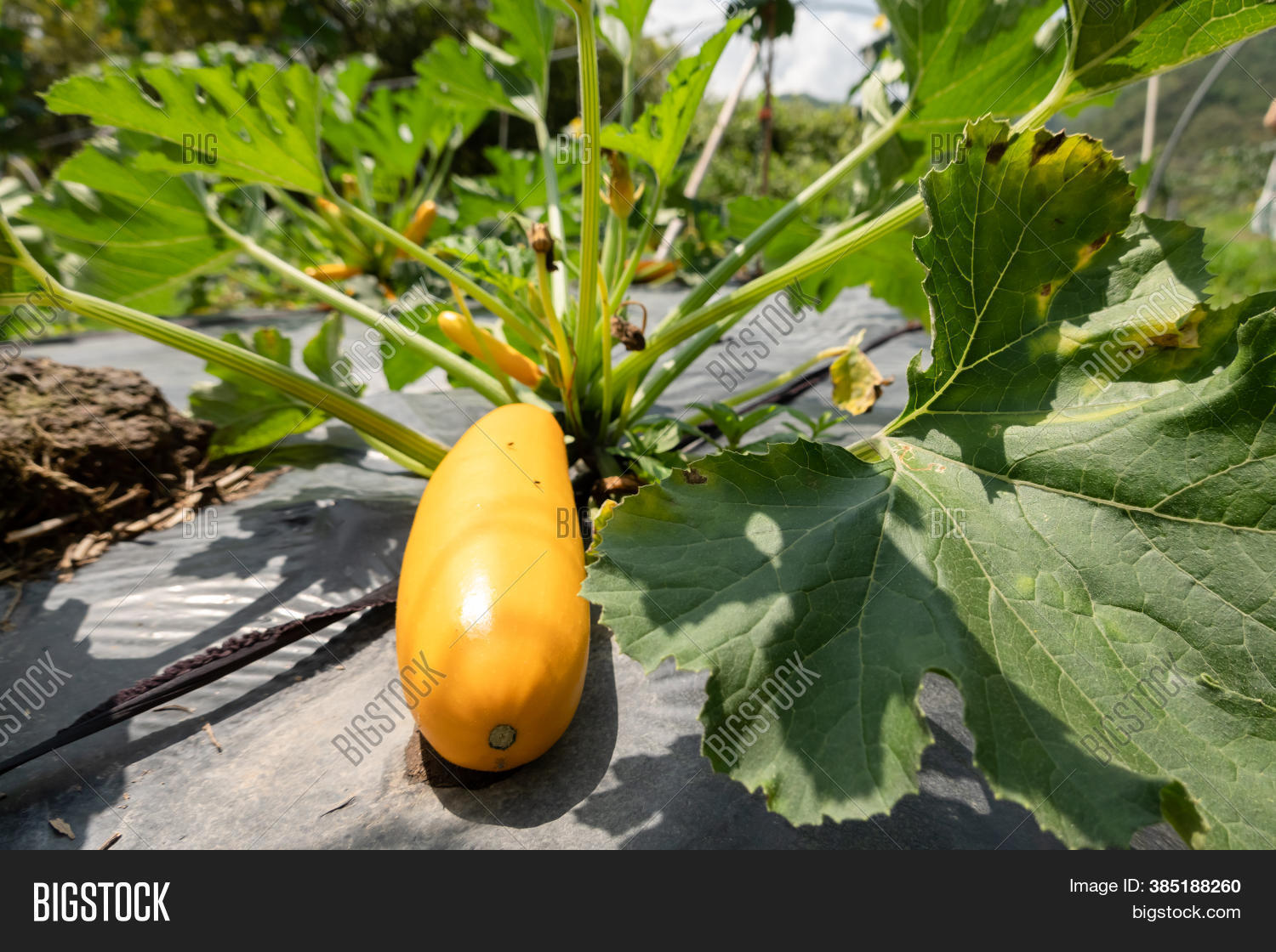 Farm Colorful Zucchini Image & Photo (Free Trial) | Bigstock