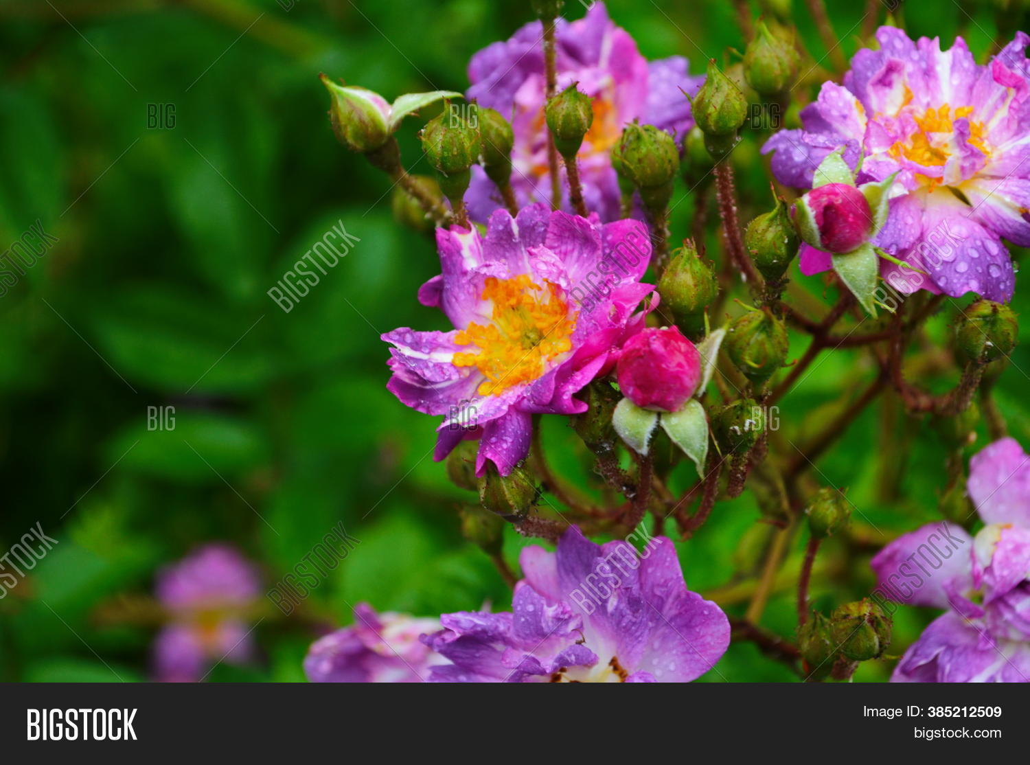 Tea Rose Growing Image & Photo (Free Trial) | Bigstock