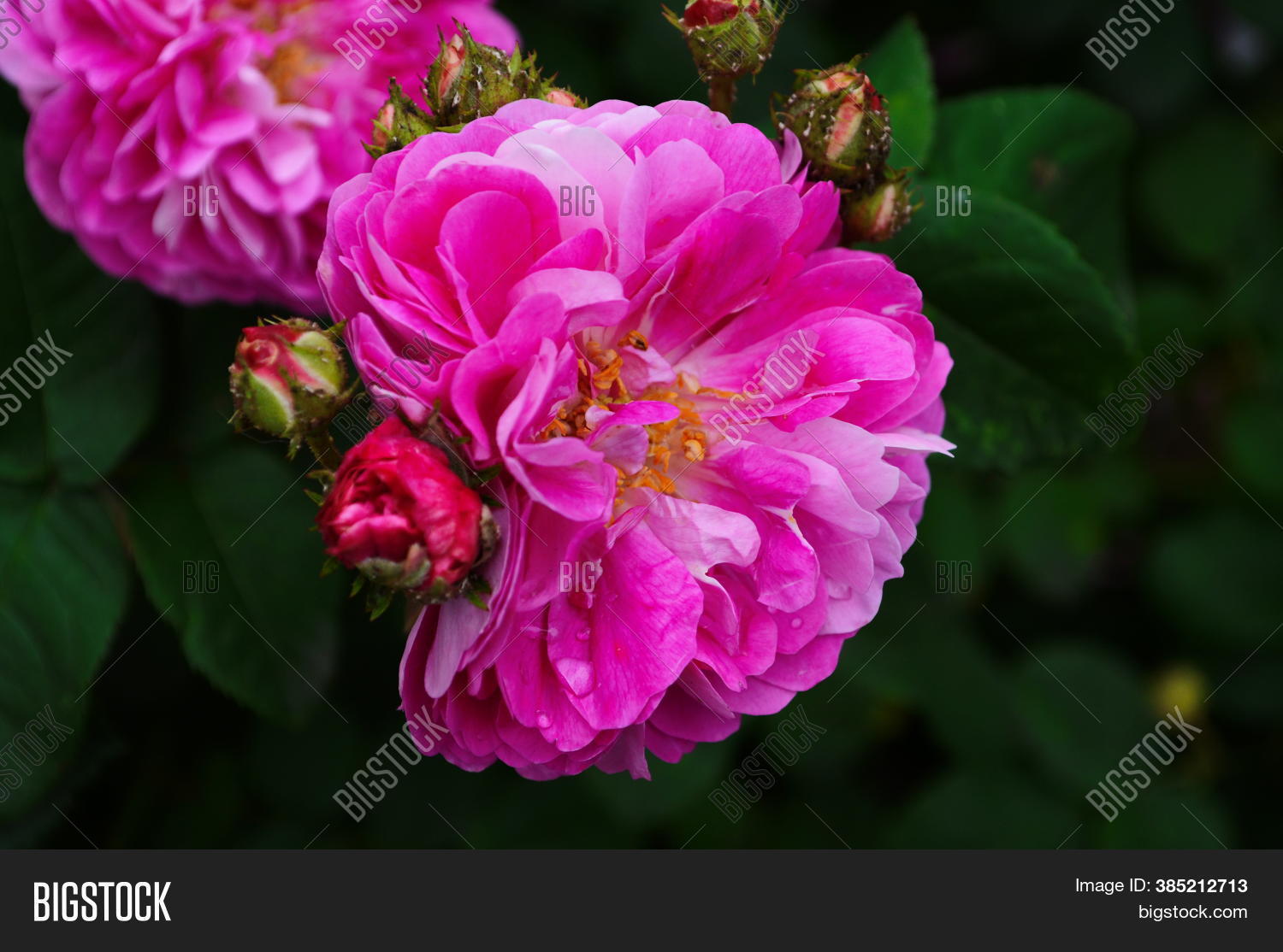 Tea Rose Growing Image & Photo (Free Trial) | Bigstock